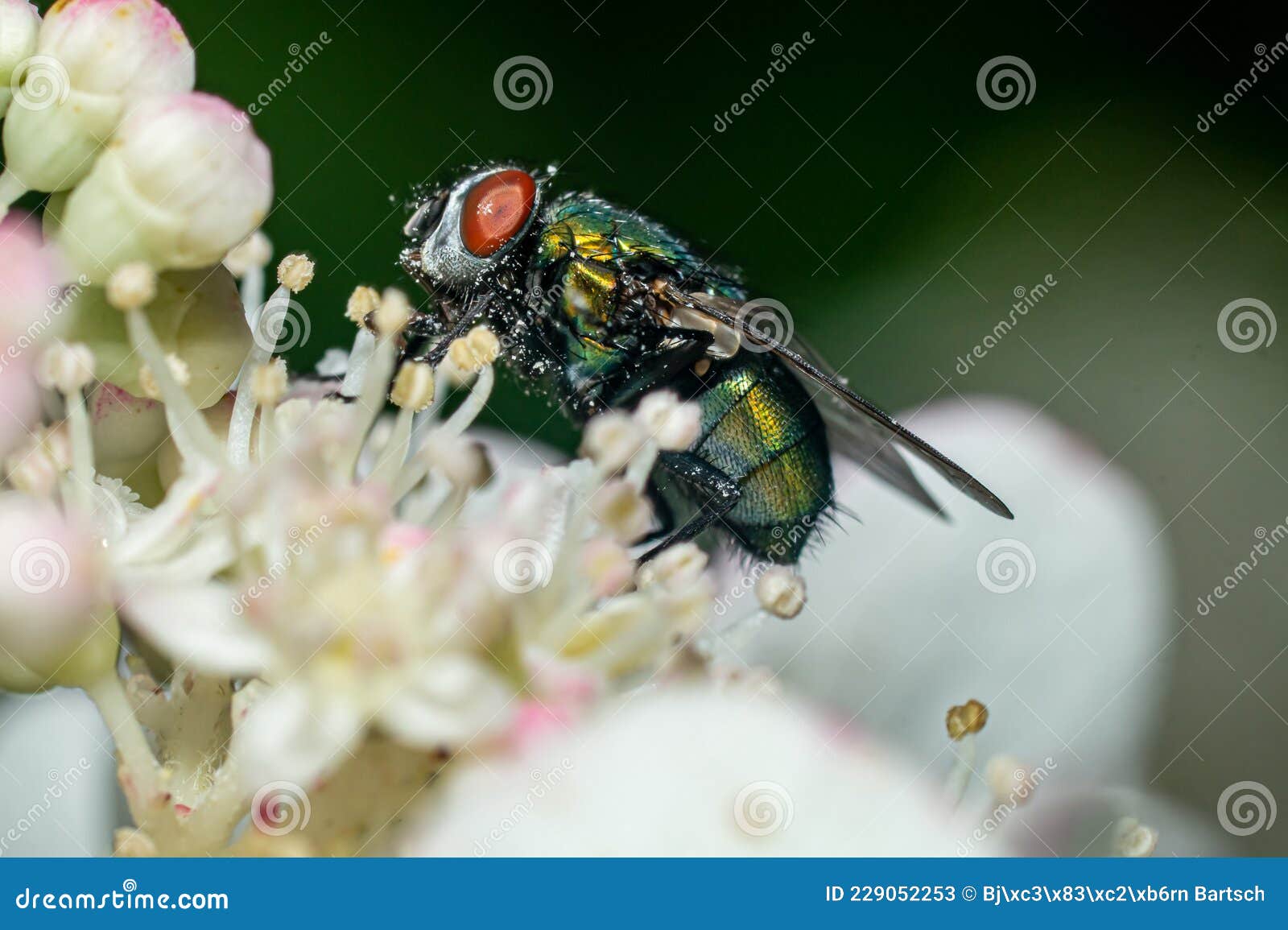 Gold fly stock image. Image of wing, flora, season, animal - 229052253