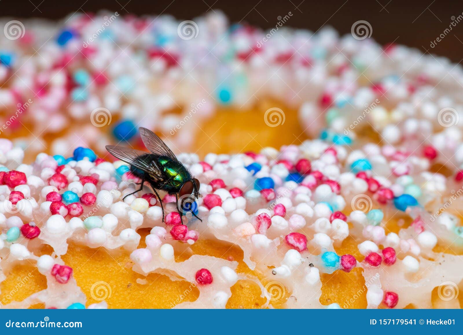 Gold Fly on Food stock image. Image of colorful, housefly - 157179541