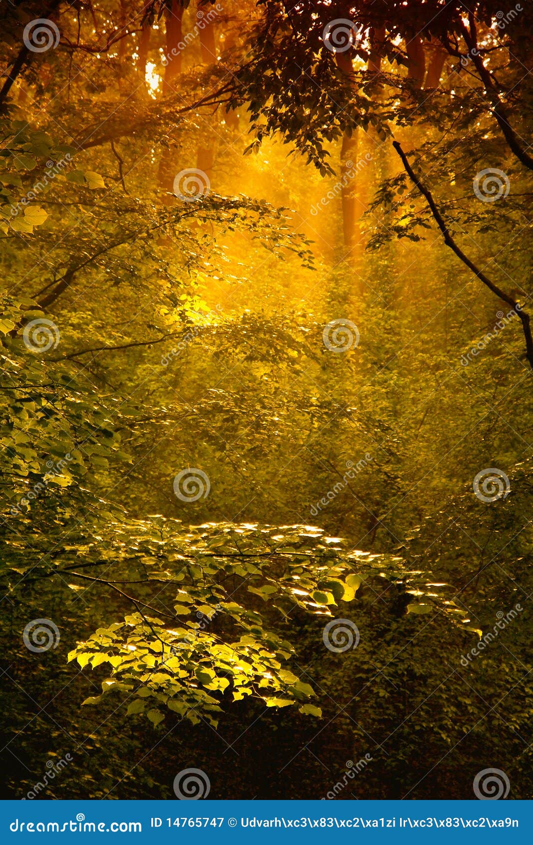 Gold forest stock image. Image of environment, landscape - 14765747