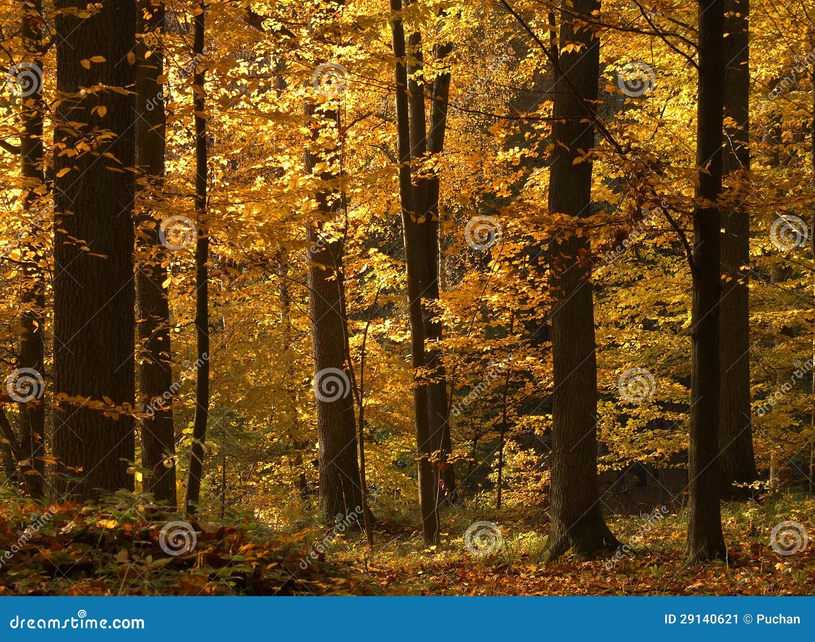 Gold forest stock image. Image of branches, fairytale - 29140621