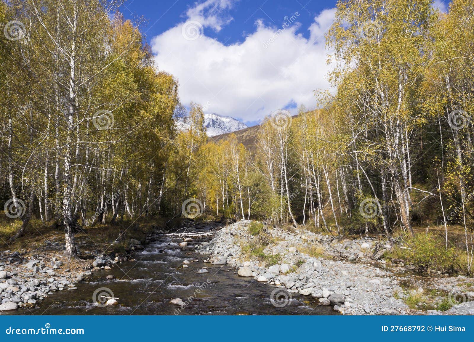 Gold forest in autumn stock photo. Image of china, birch - 27668792