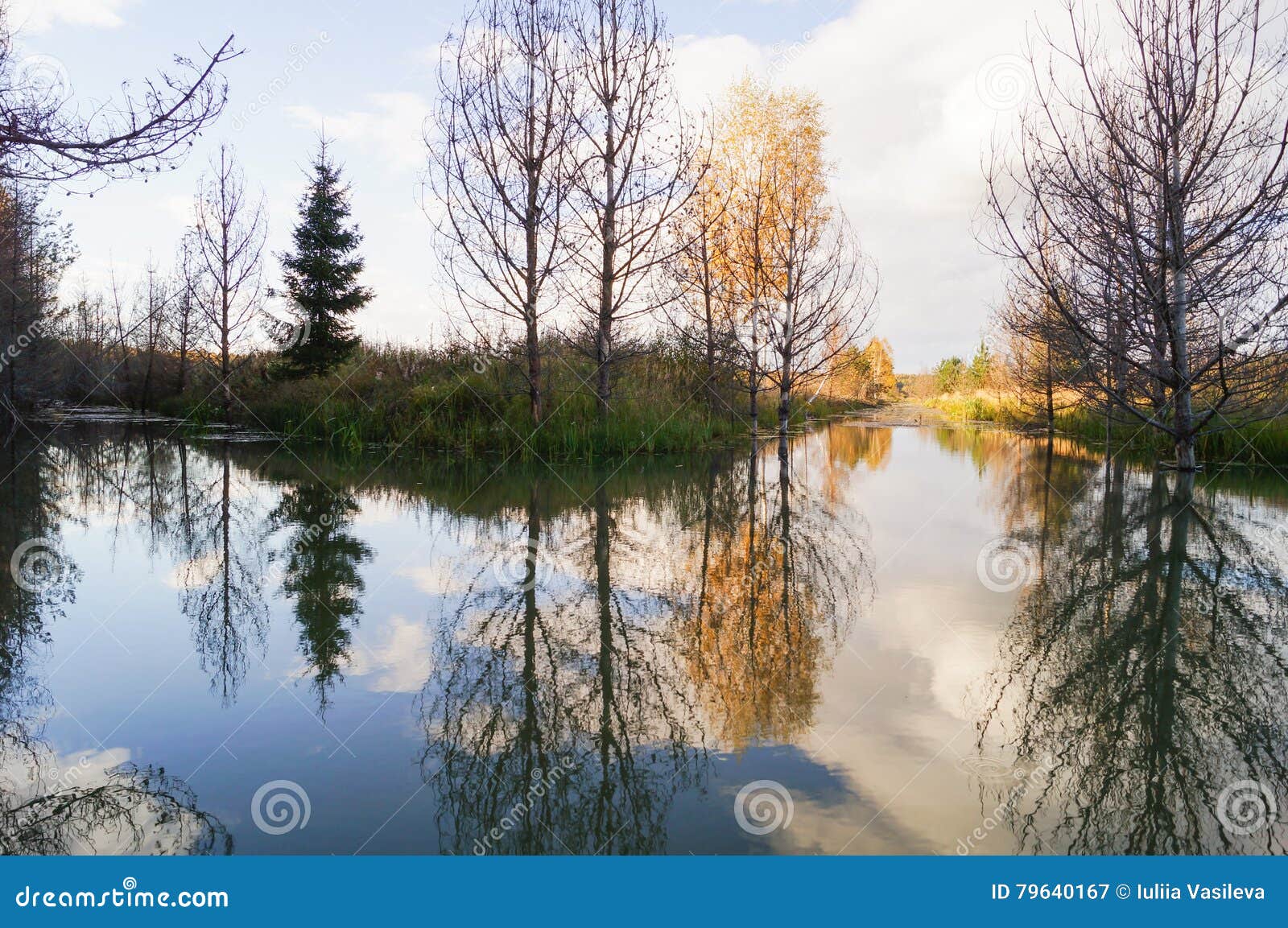 Gold Forest and Reflection Water Stock Image - Image of countryside ...