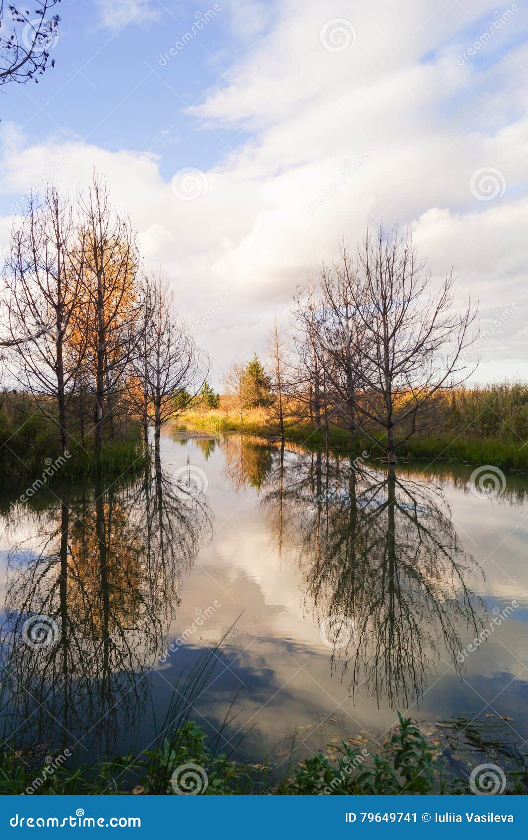 Gold Forest and Reflection Water Stock Image - Image of plant, forest ...