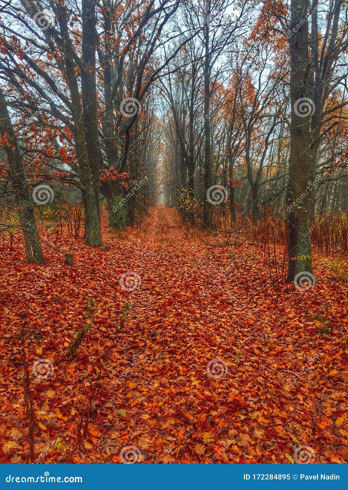 Forest stock image. Image of alone, forest, gold, trevell - 172284895