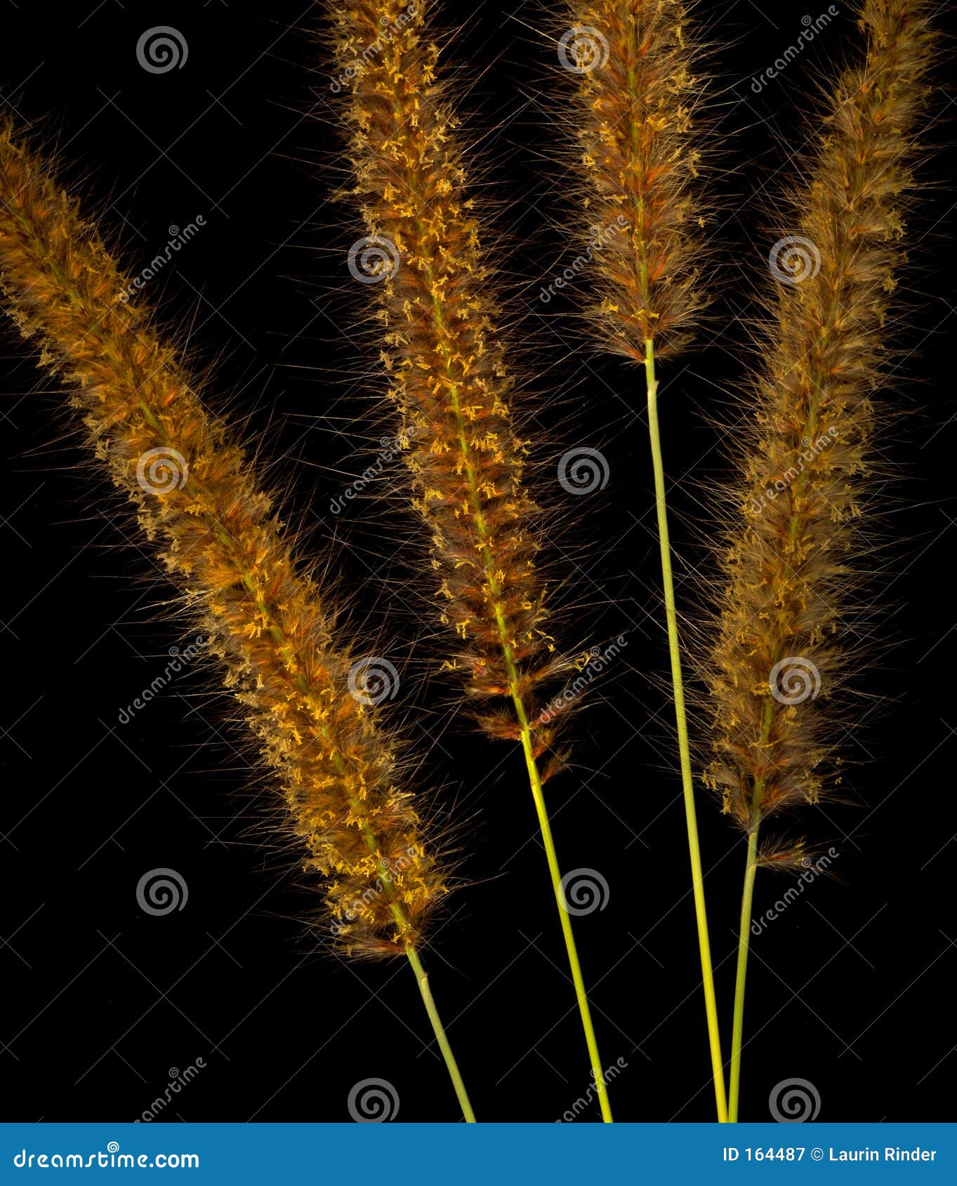 Gold Fountain Grass stock image. Image of leaf, love, seasonal - 164487
