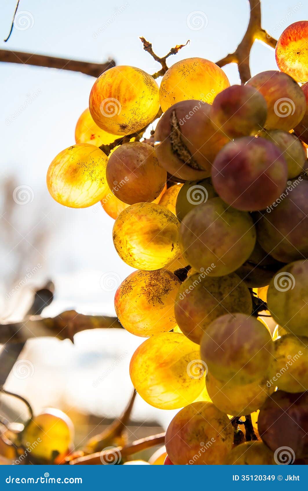 Golden Grape Vine On Forged Grates Stock Photography | CartoonDealer ...