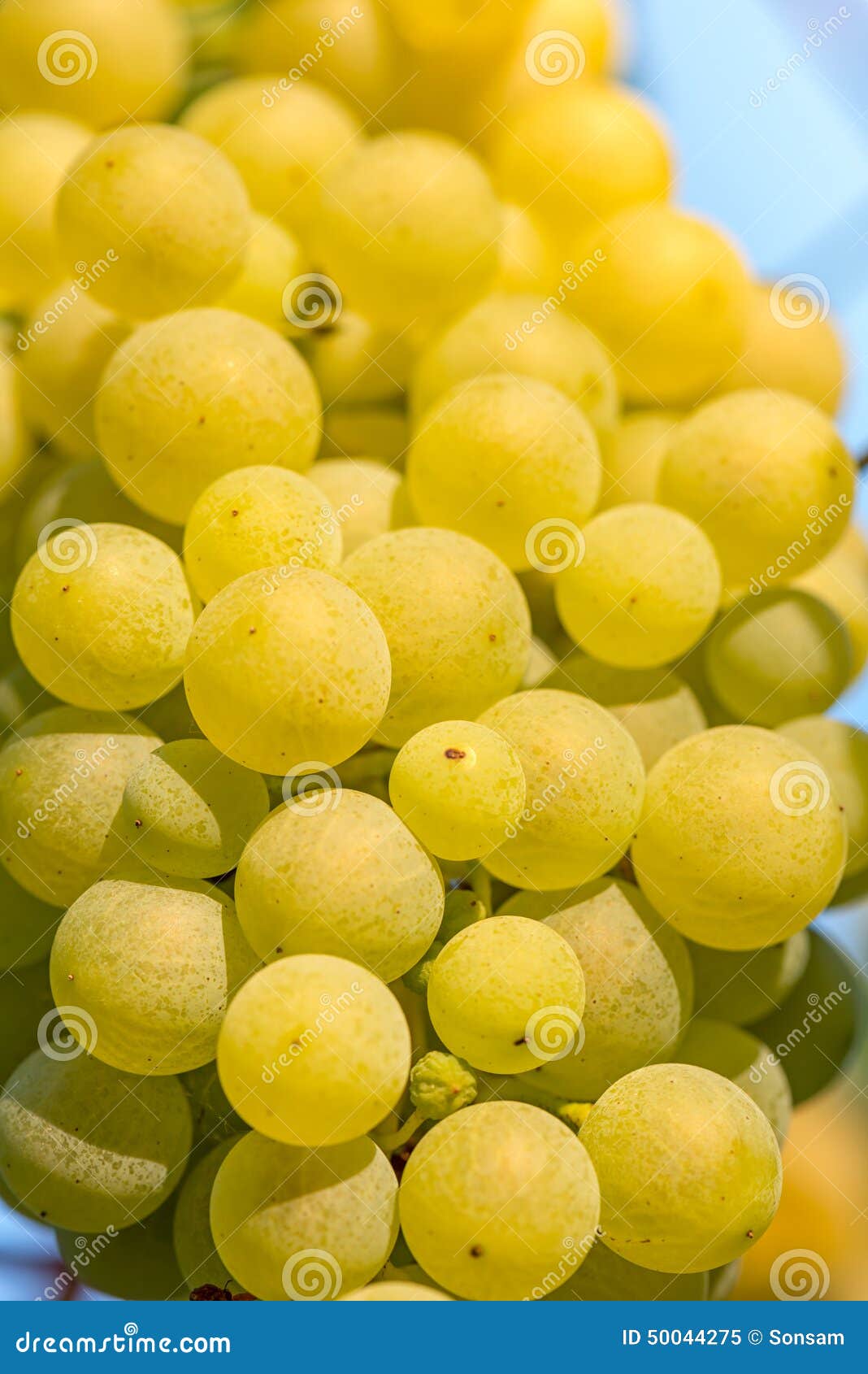Gold Grapes on the Vine stock image. Image of jeruzalem - 50044275