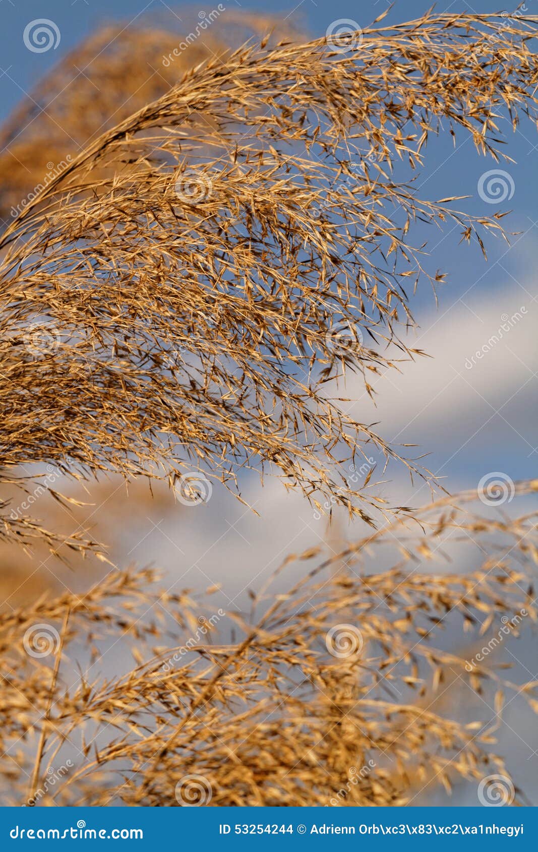 Gold grass stock photo. Image of macro, colorful, beauty - 53254244
