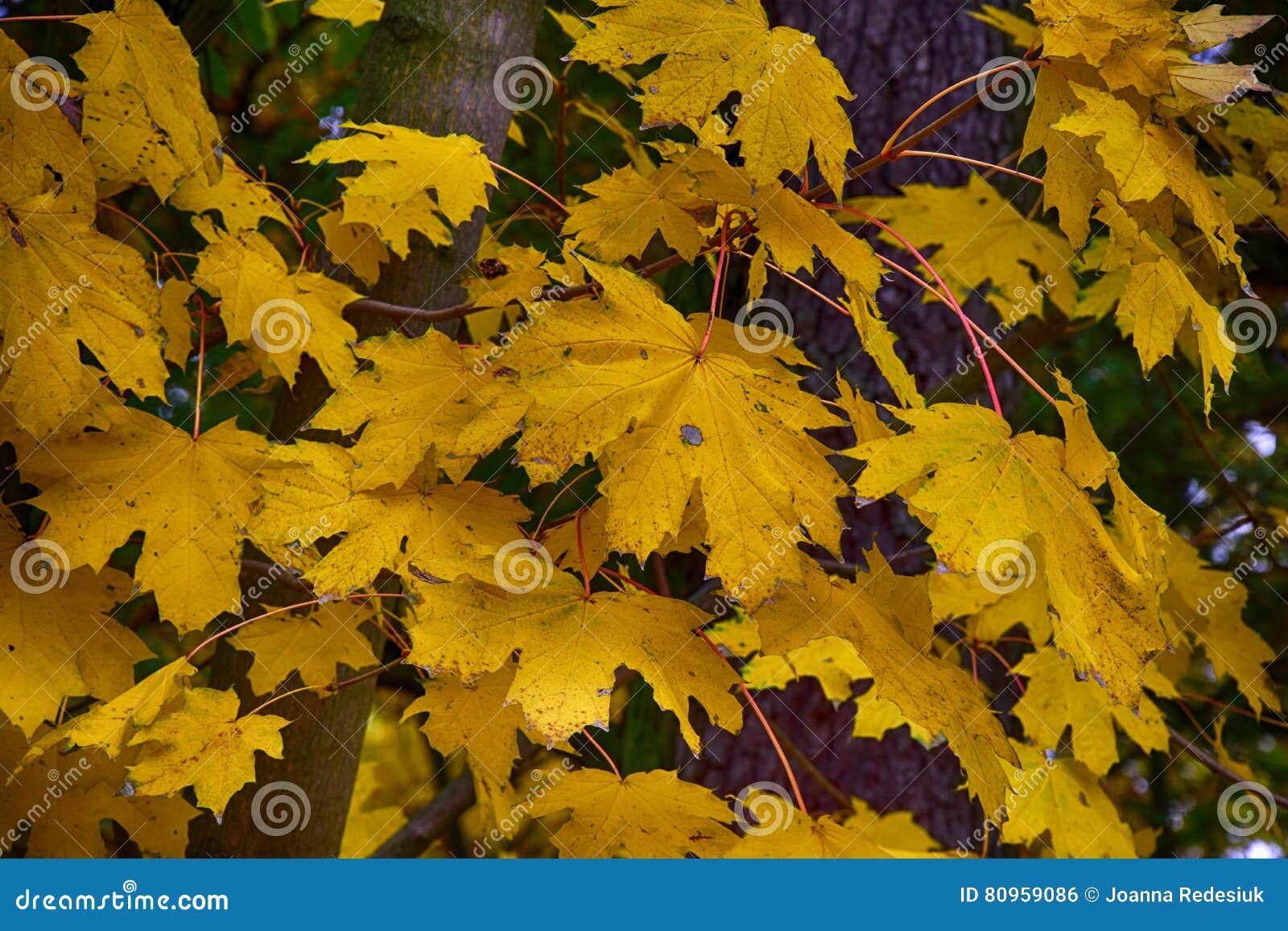 Gold Green Fallen Autumn Maple Leaves Stock Photo - Image of nature ...