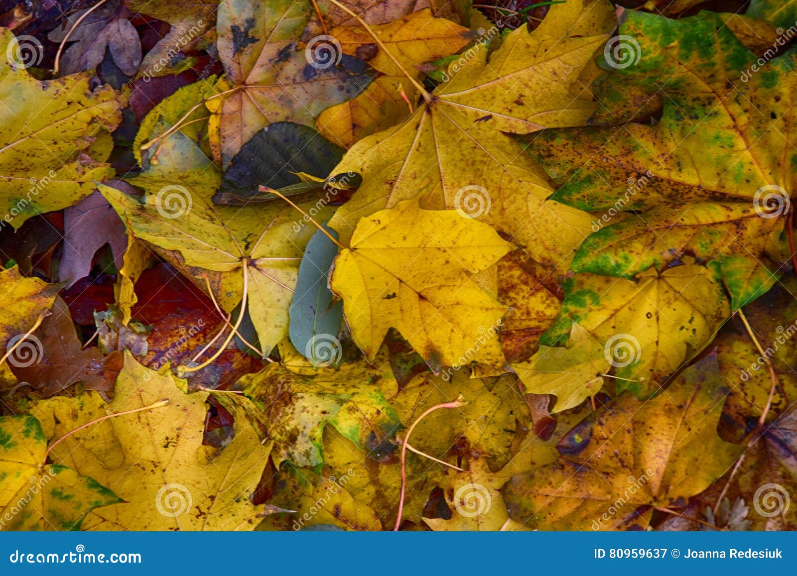 Gold Green Fallen Autumn Maple Leaves Stock Image - Image of green ...