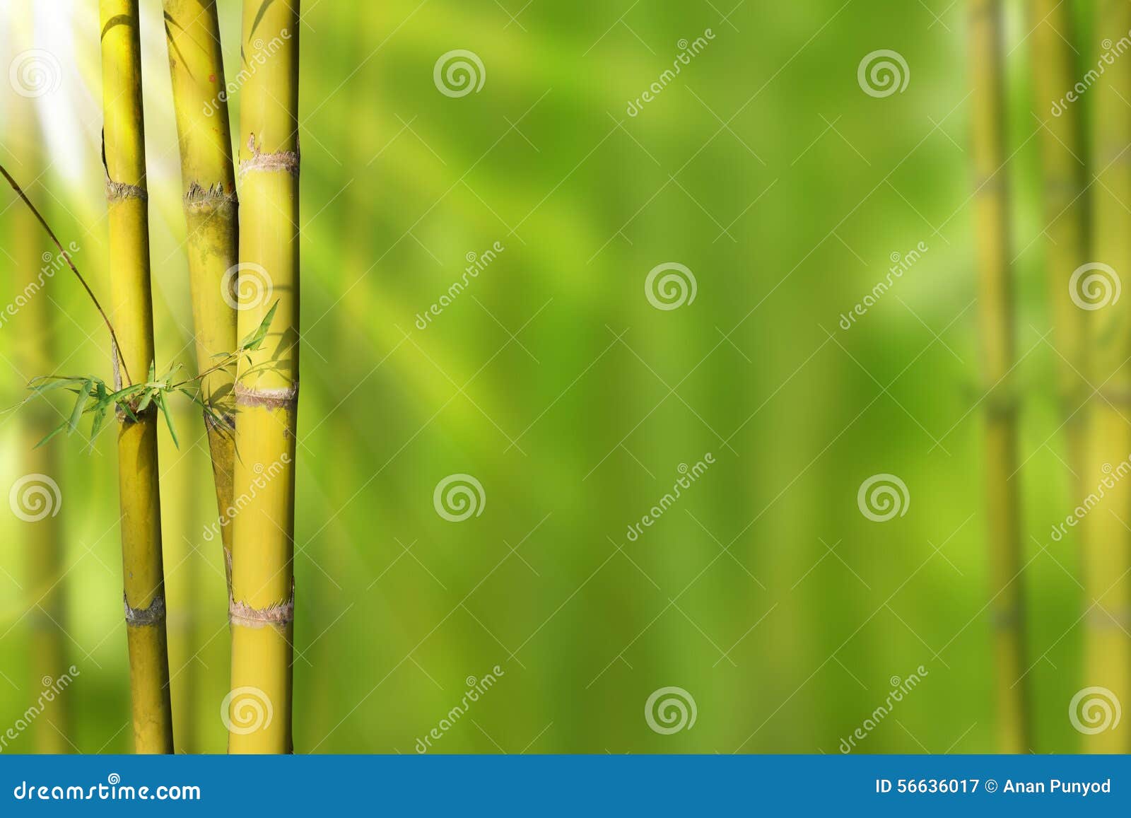 Green Stems And Leaves Of The Houseplant Aspidistra Elatior. Stock ...