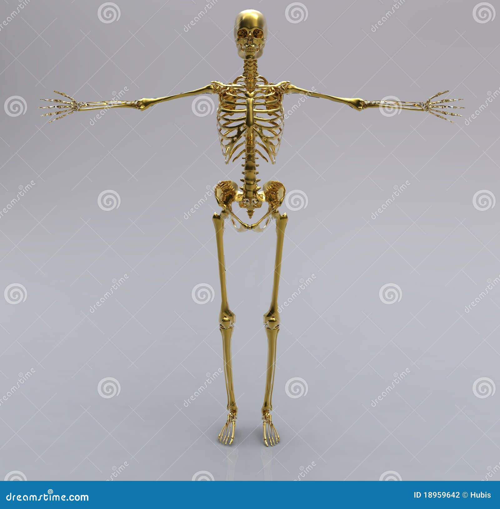 Gold Human Skeleton stock illustration. Illustration of anatomy - 18959642