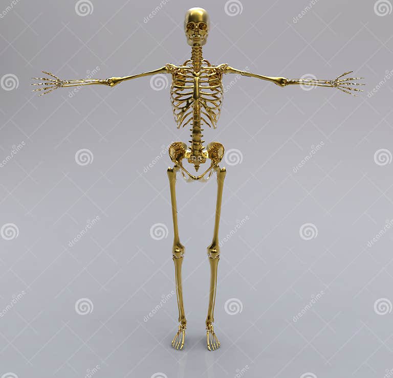 Gold Human Skeleton stock illustration. Illustration of anatomy - 18959642
