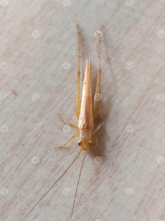 Gold insect stock image. Image of leaf, beetle, hand - 200871233