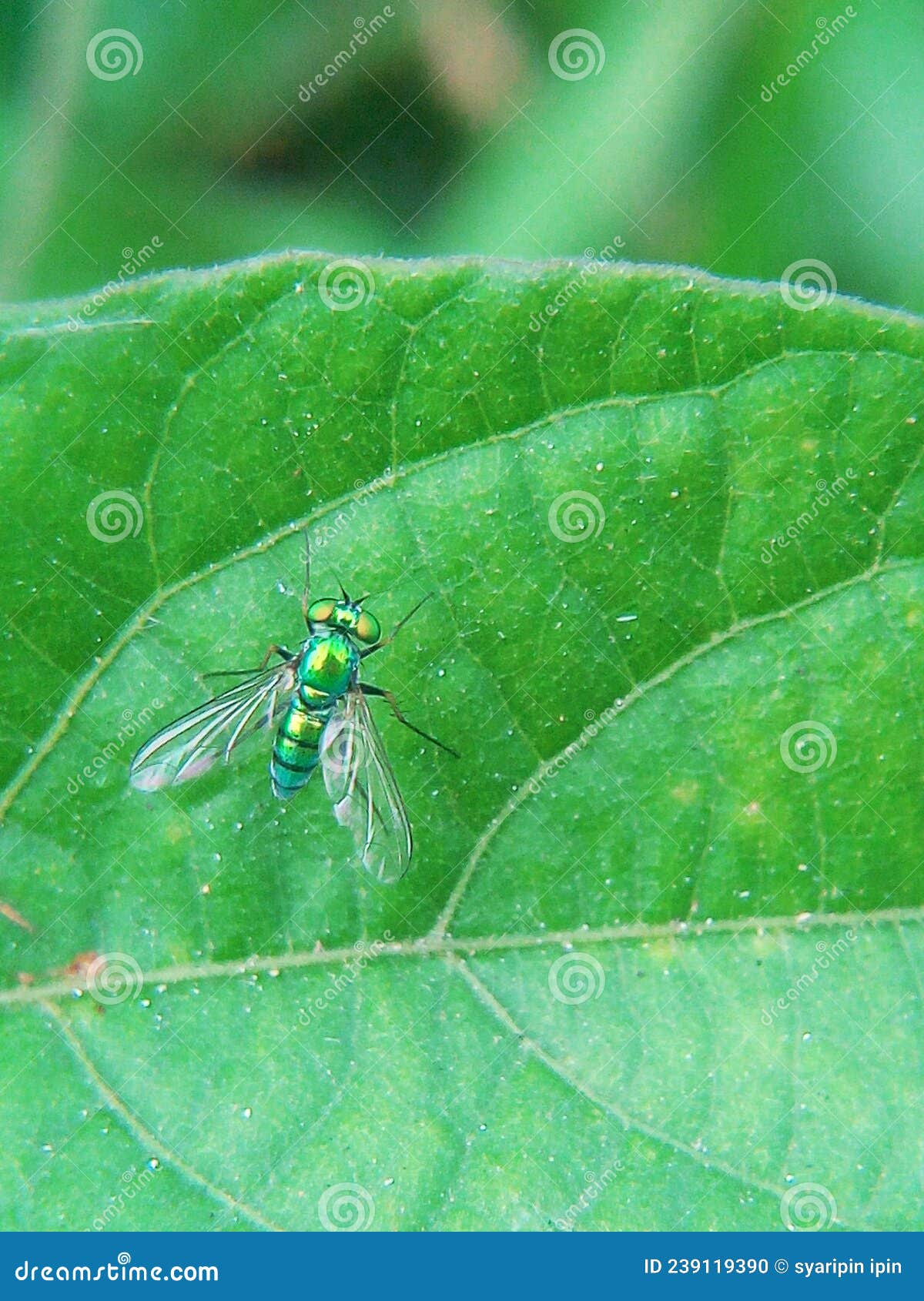 Gold insect fly stock photo. Image of plant, pest, arthropod - 239119390