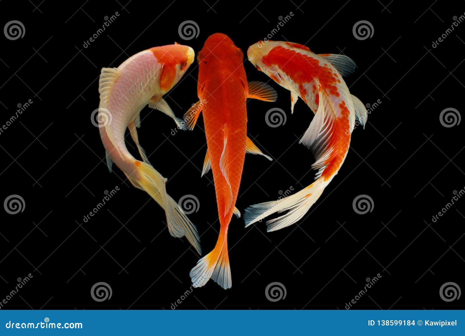 Gold Koi Fish Isolated on Black Background Stock Photo - Image of asian ...