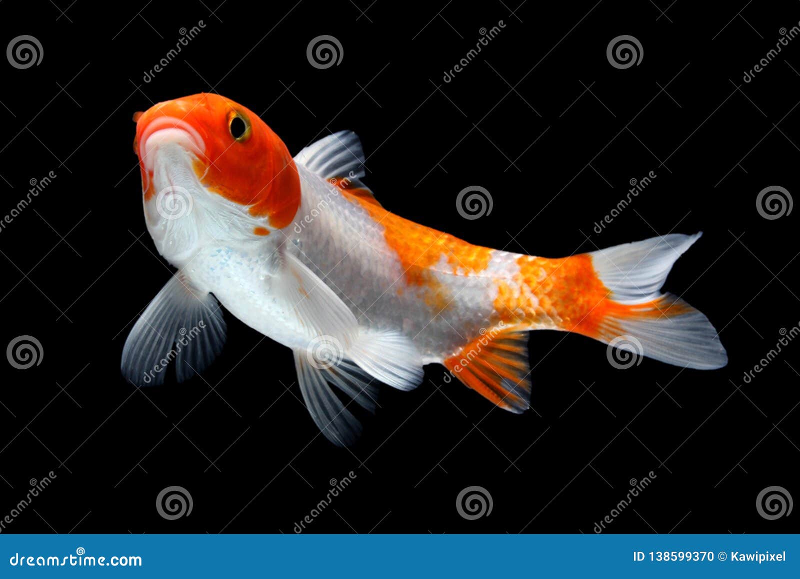 Koi Fish Side View