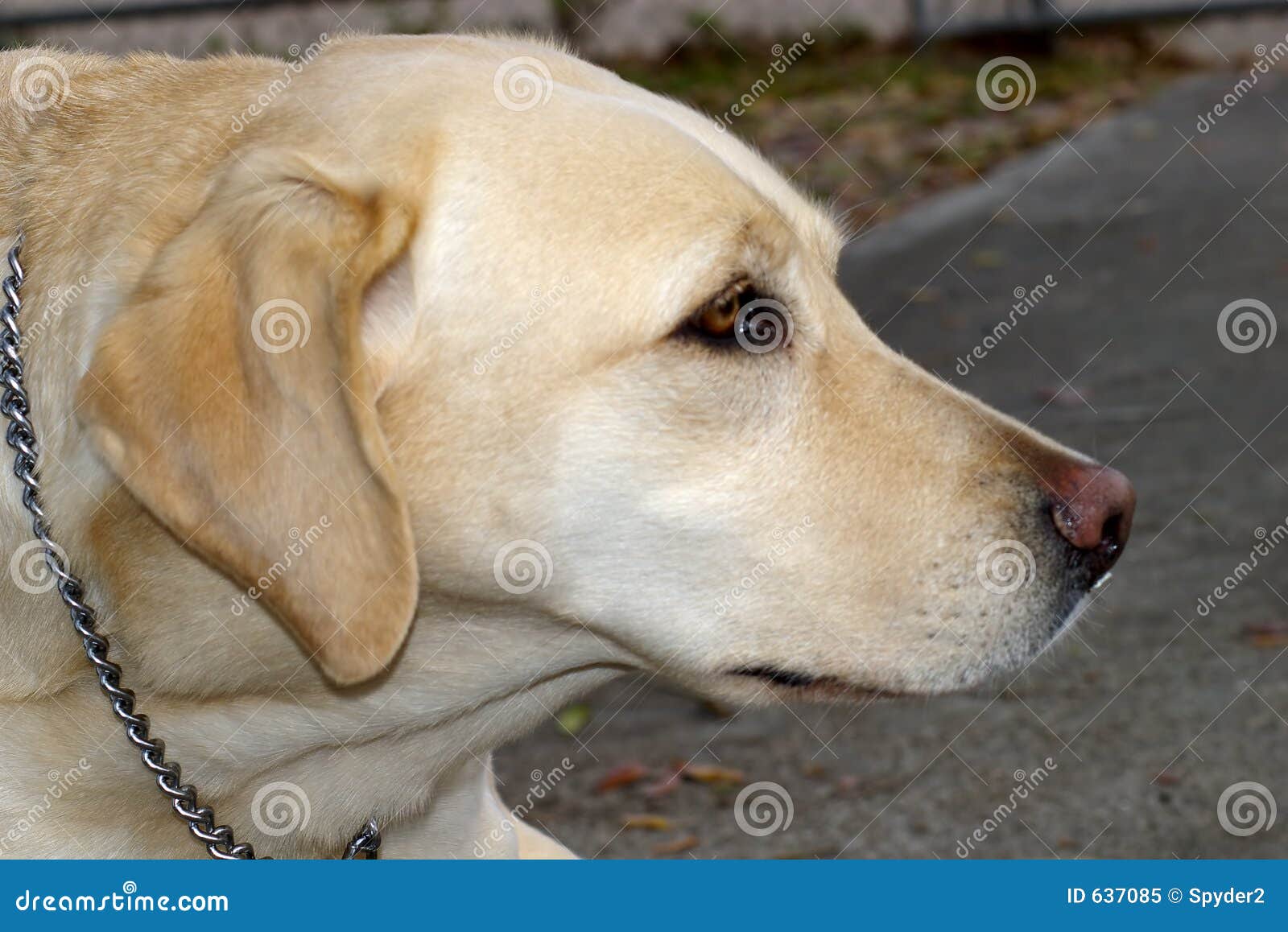 Gold Labrador stock image. Image of choker, nose, pets - 637085