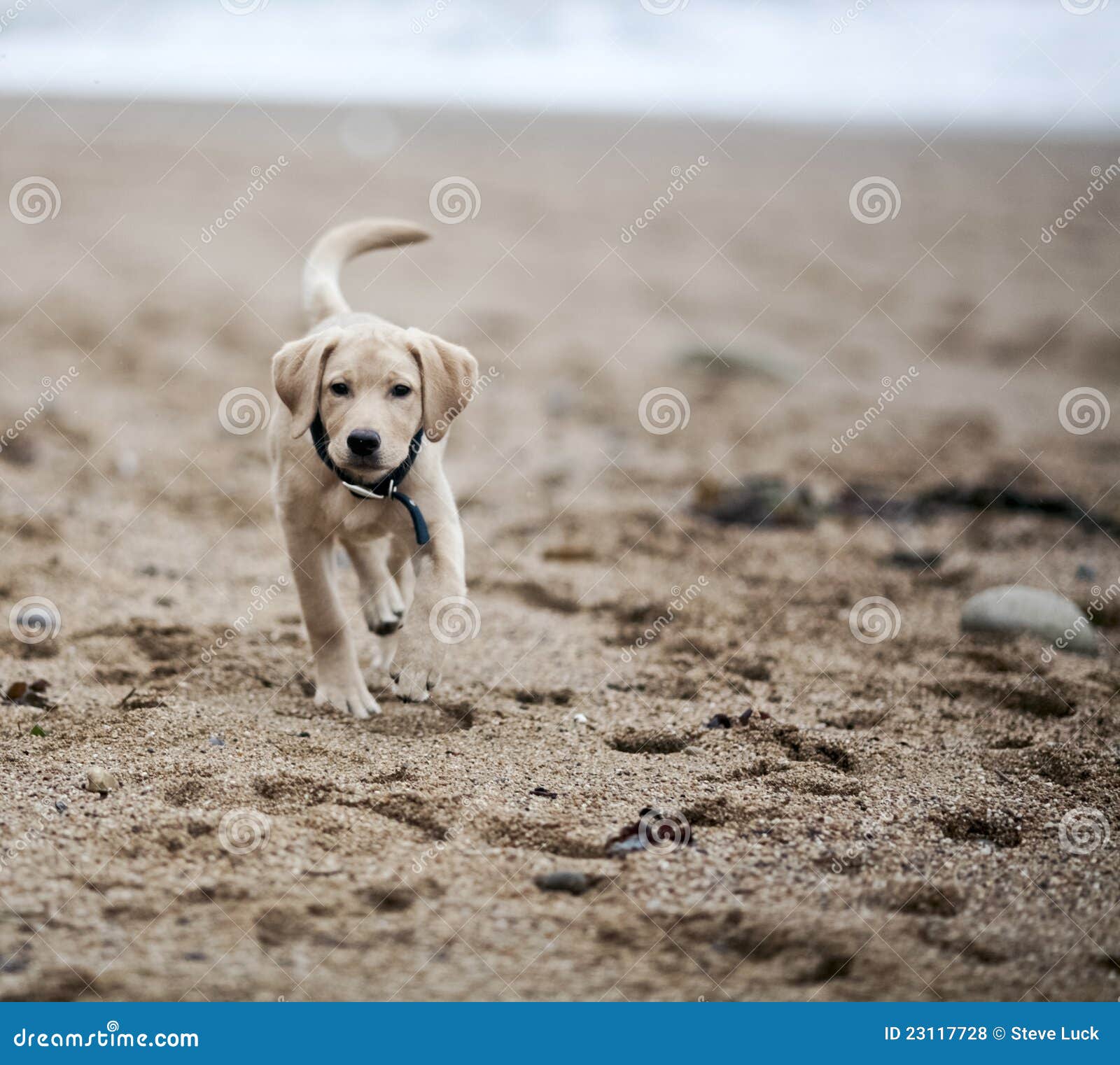 Gold Labrador Retriever Puppy on Beach Stock Photo - Image of sandy ...