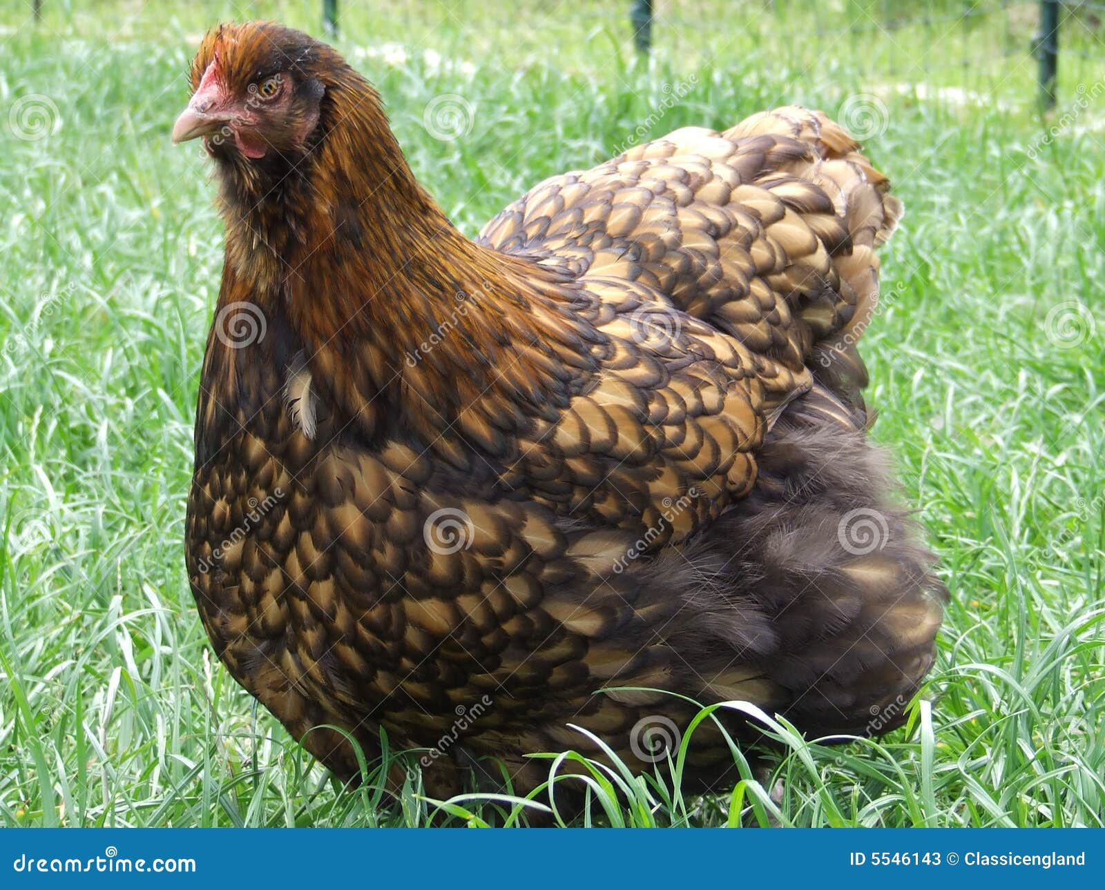 Gold laced chicken 1 stock image. Image of grass, countryside - 5546143