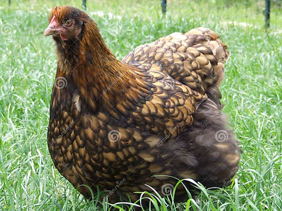 Gold laced chicken 1 stock image. Image of grass, countryside - 5546143