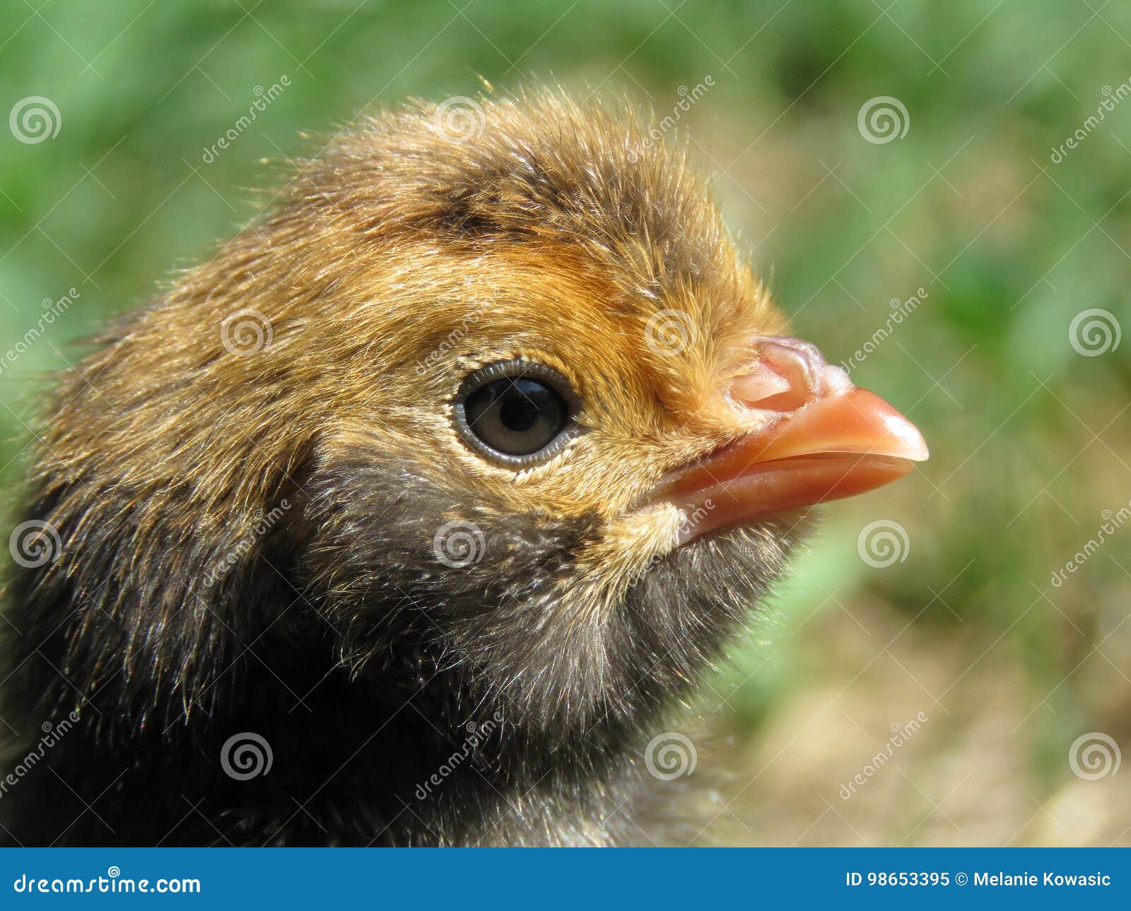 Gold laced Polish chick stock image. Image of beak, green - 98653395