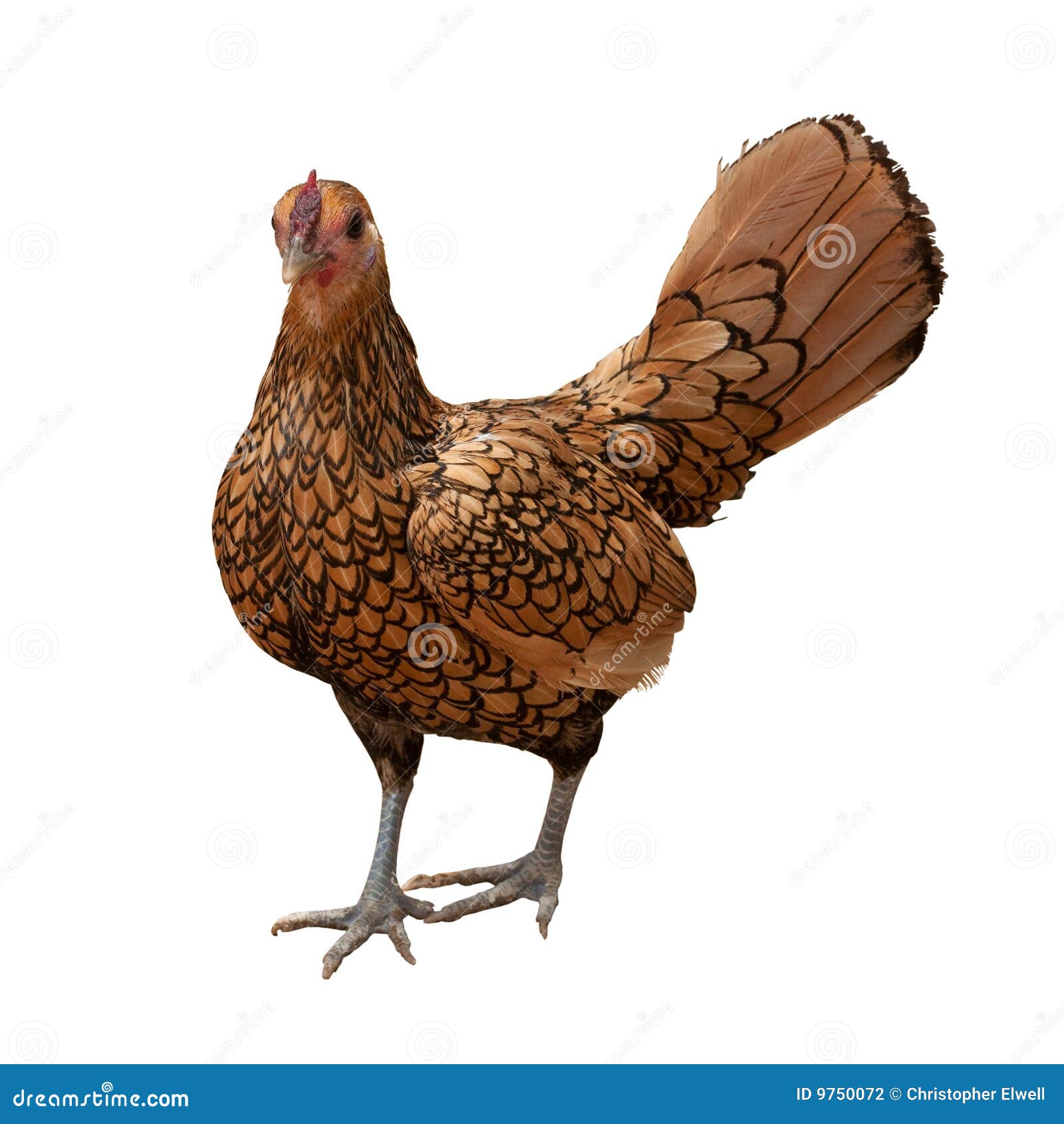 Gold Laced Sebright Chicken Stock Photo - Image of farm, sebright: 9750072