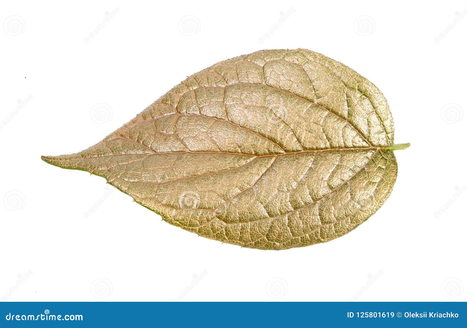 Gold Leaf Isolated on White. Stock Image - Image of golden, organic ...