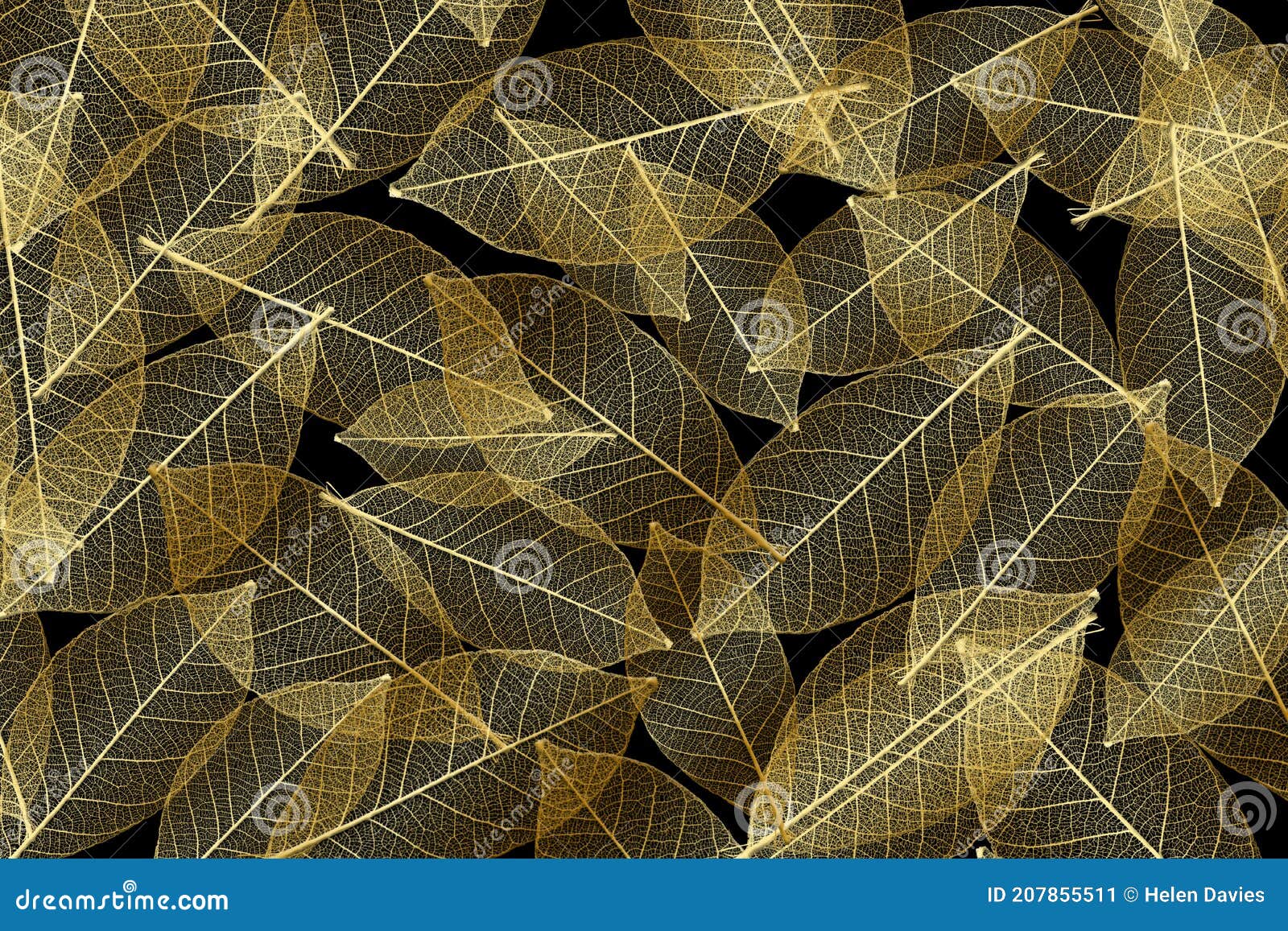 Gold Leaf Skeletons on a Black Background Stock Image - Image of fresh ...