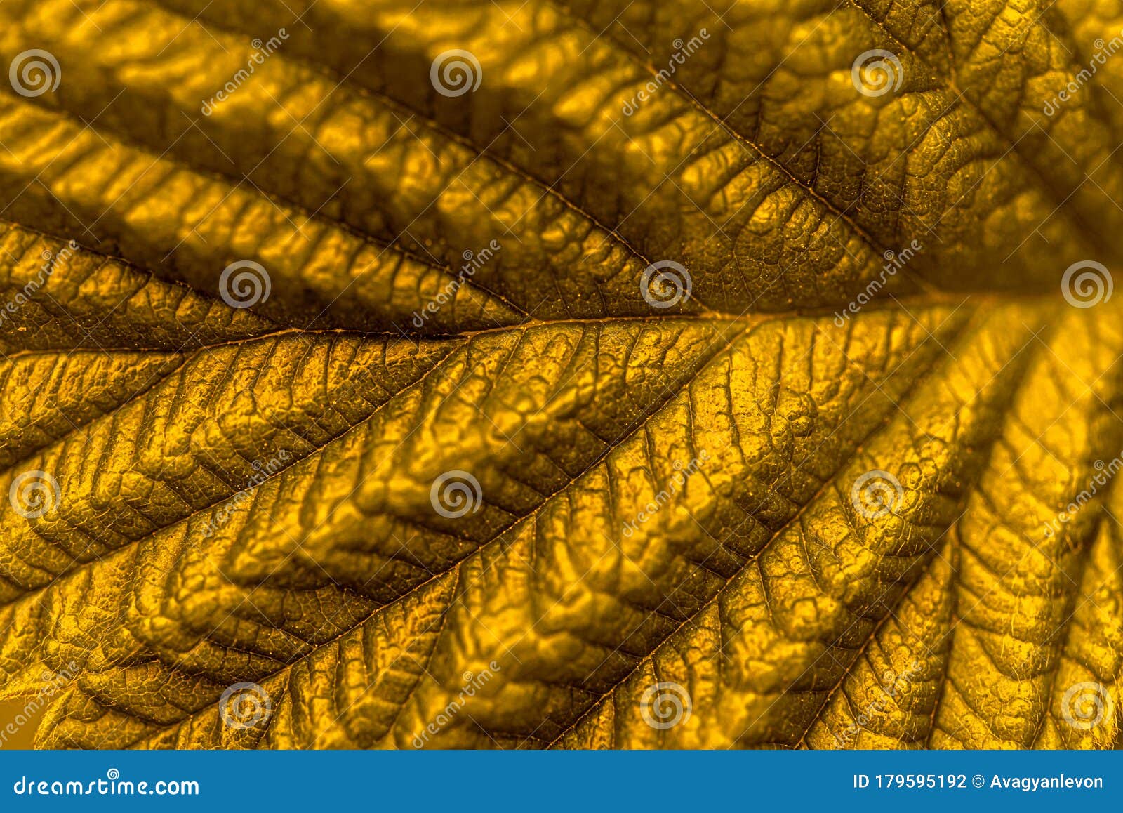 Gold Leaf Texture. Macro Leaf Stock Photo - Image of background, gold ...