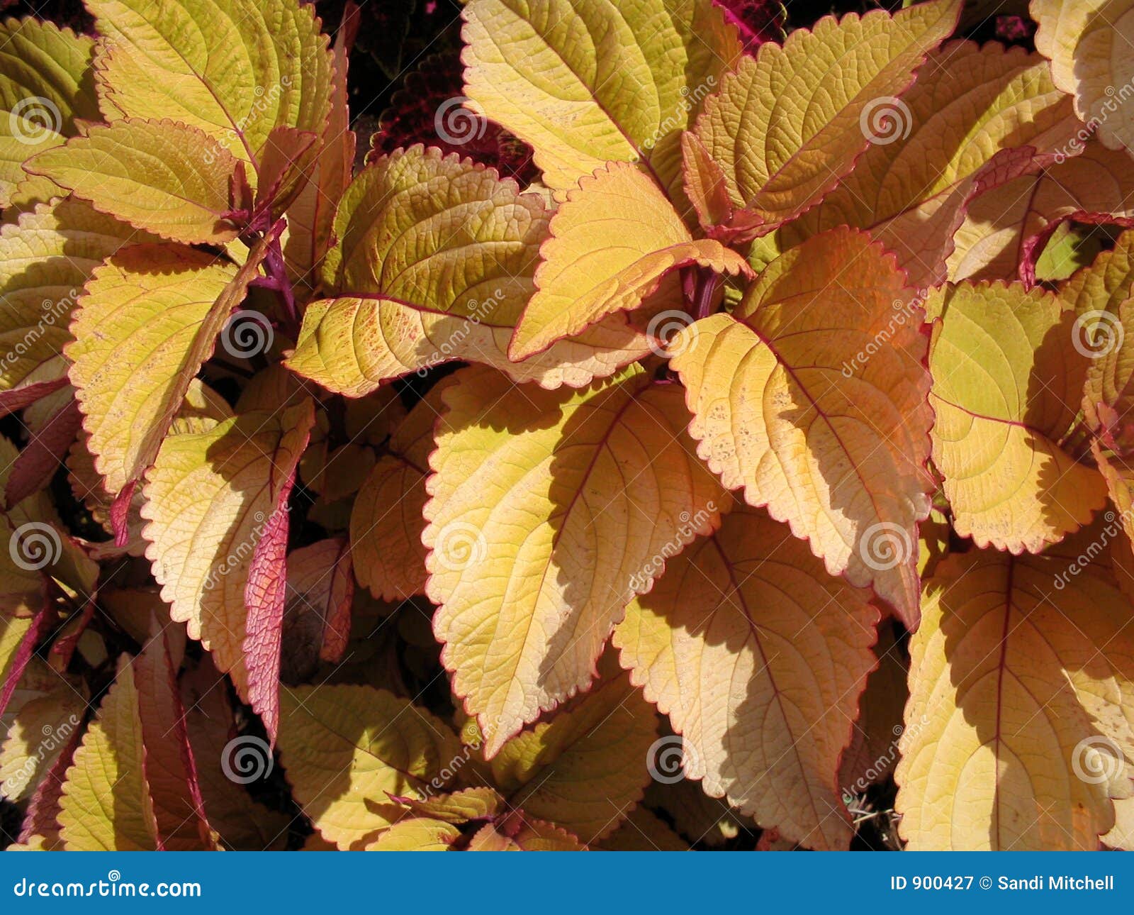 Gold Leaves stock image. Image of flower, rural, summer - 900427