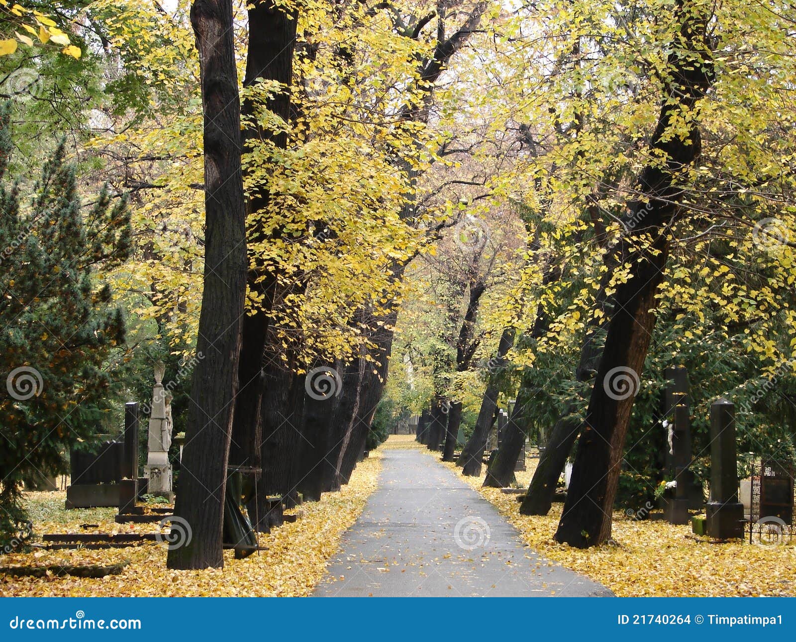 Gold Leaves in Autumn Cemetery Stock Photo - Image of leafage ...