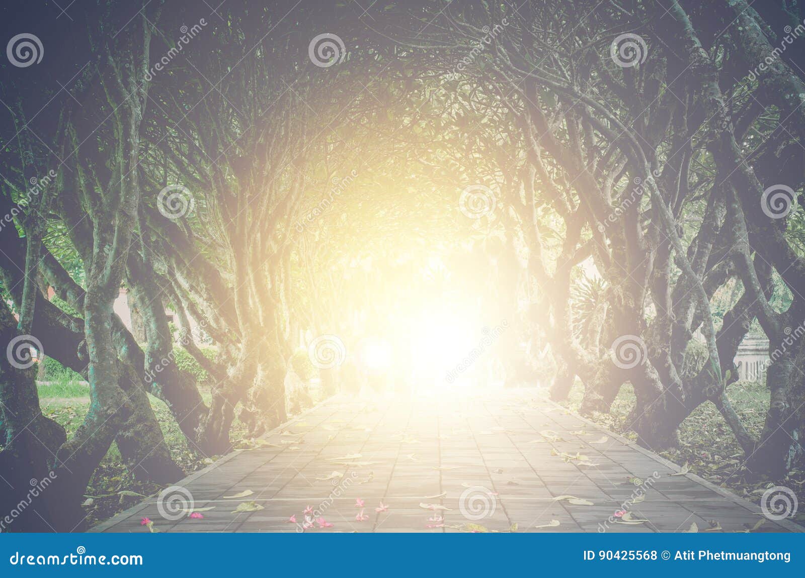 Gold Light at the End of the Tunnel of Trees - Concept Hope. Stock ...