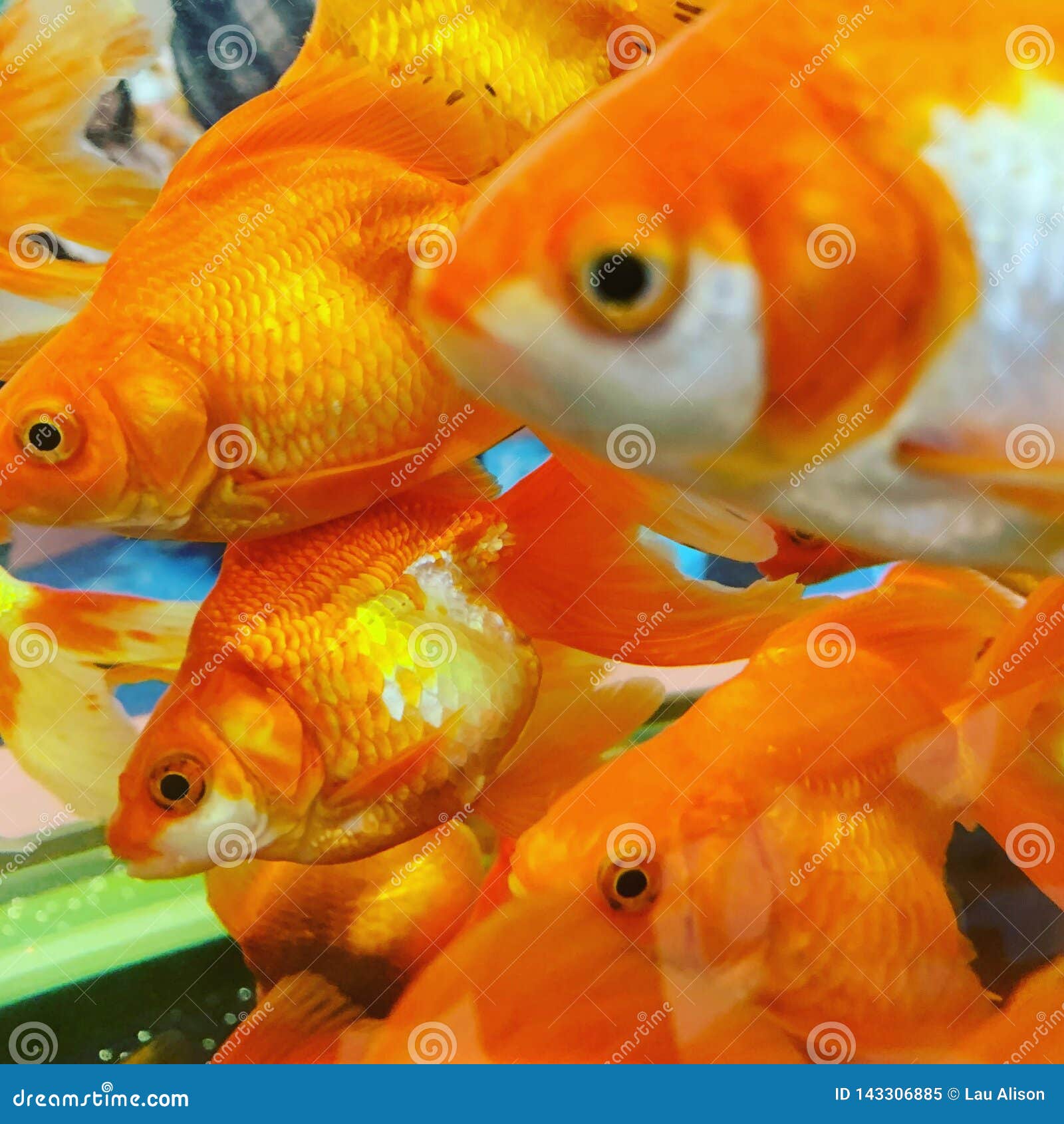 Gold luck stock image. Image of fish, fortune, bring - 143306885