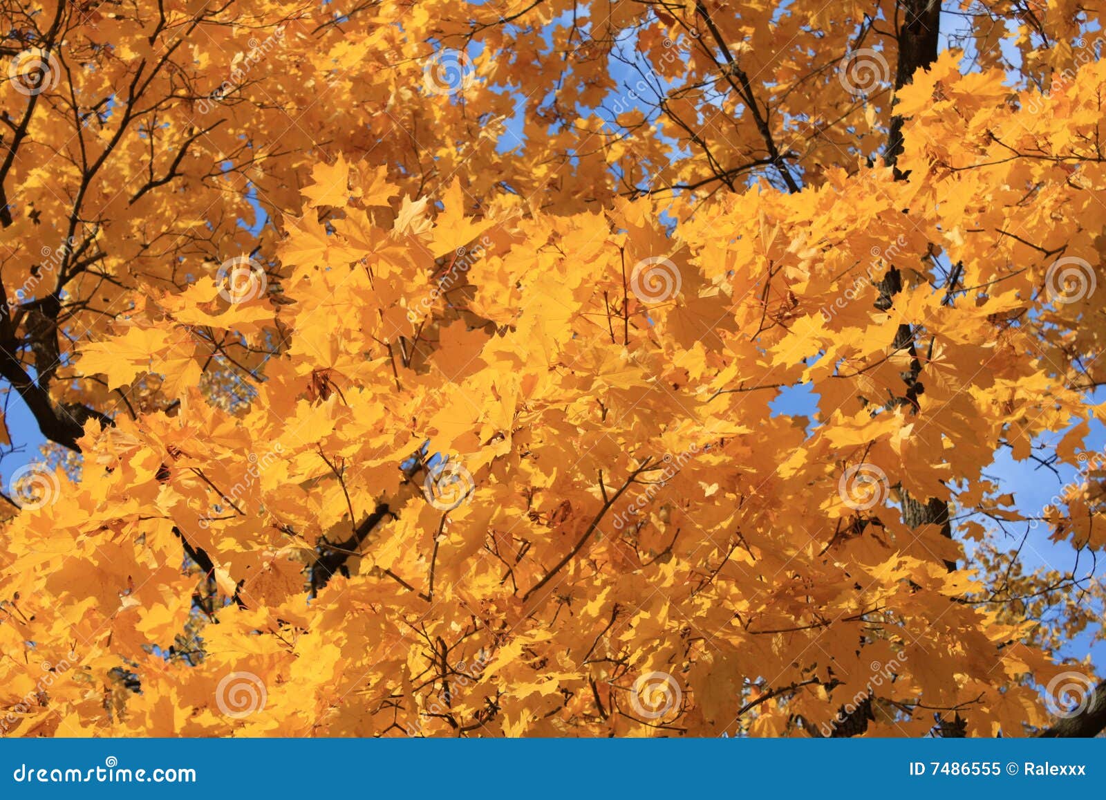 Gold maple stock image. Image of maple, gold, sunny, forest - 7486555