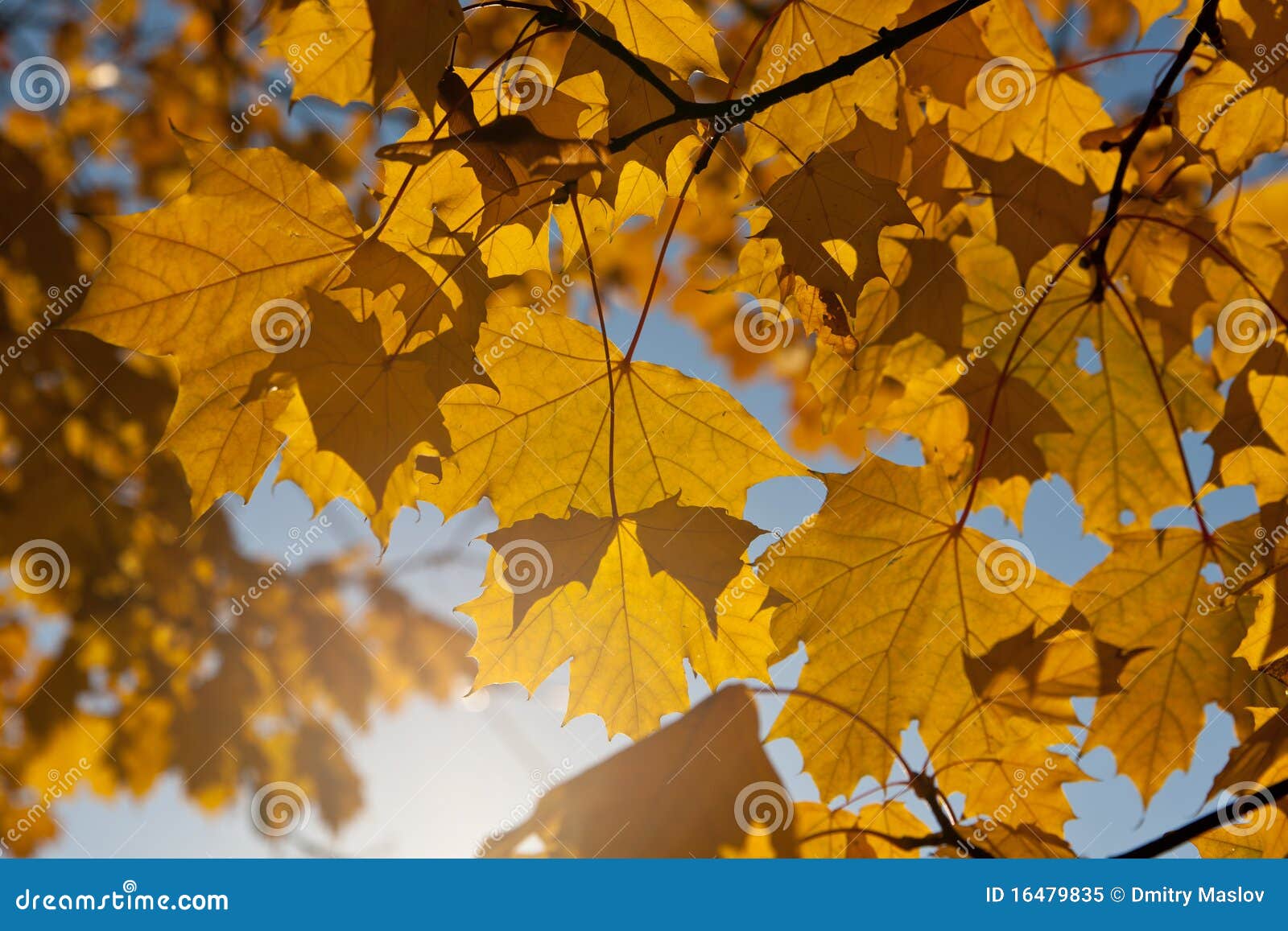 Gold maple leaves stock image. Image of bright, sunlight - 16479835
