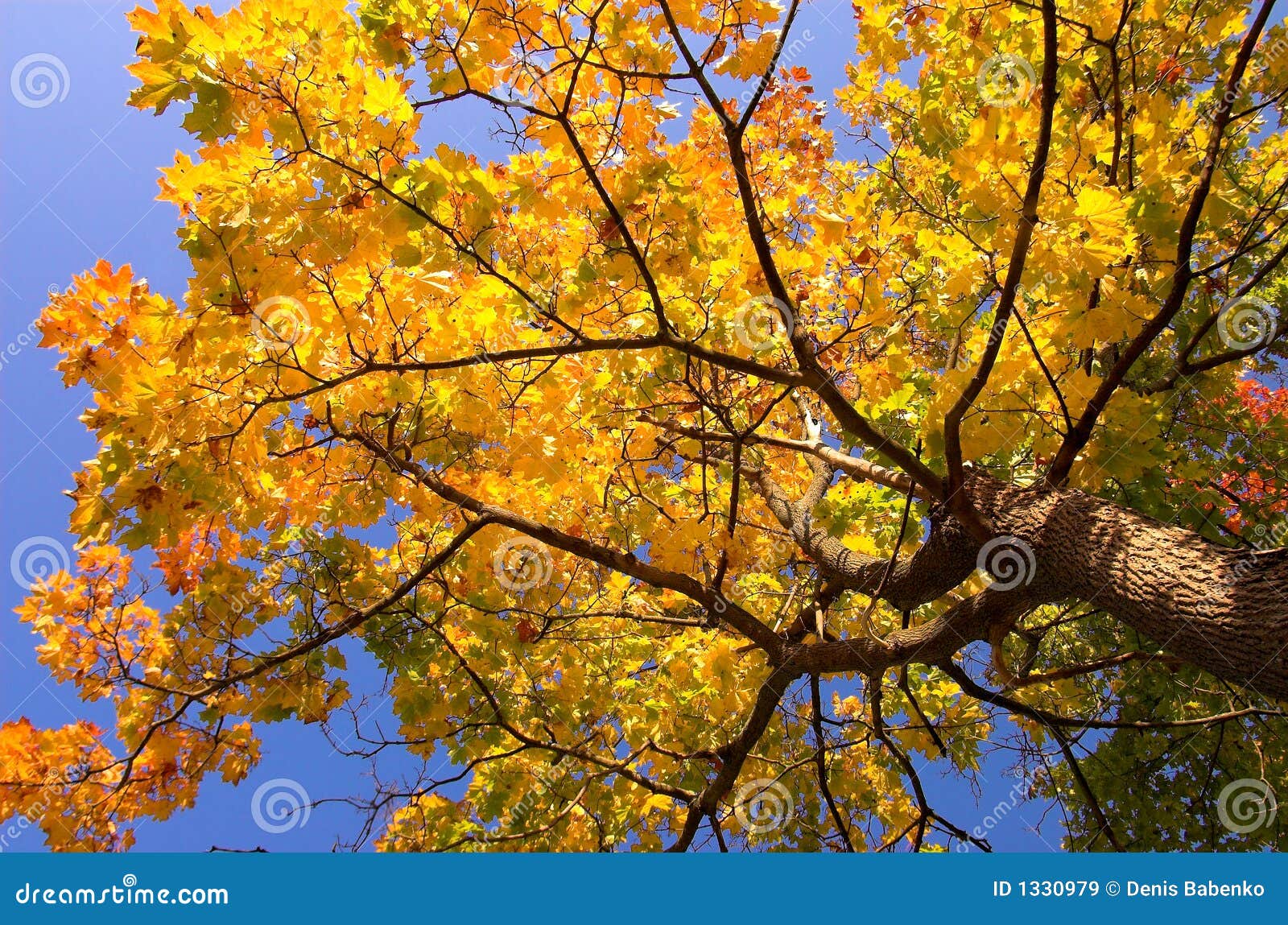 Gold maple tree stock image. Image of beauty, bright, colourful - 1330979