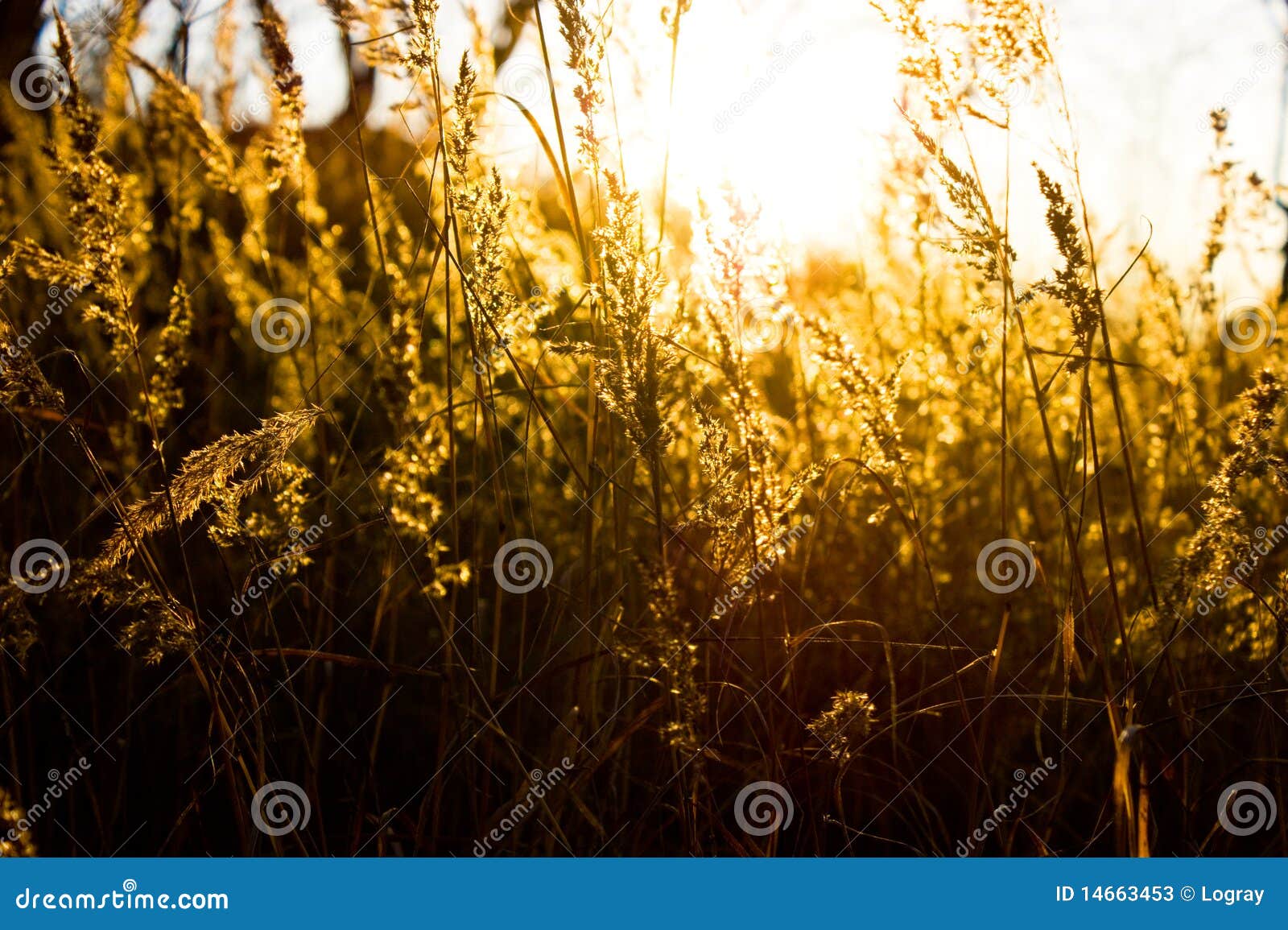 Gold meadow stock image. Image of lawn, grass, meadow - 14663453