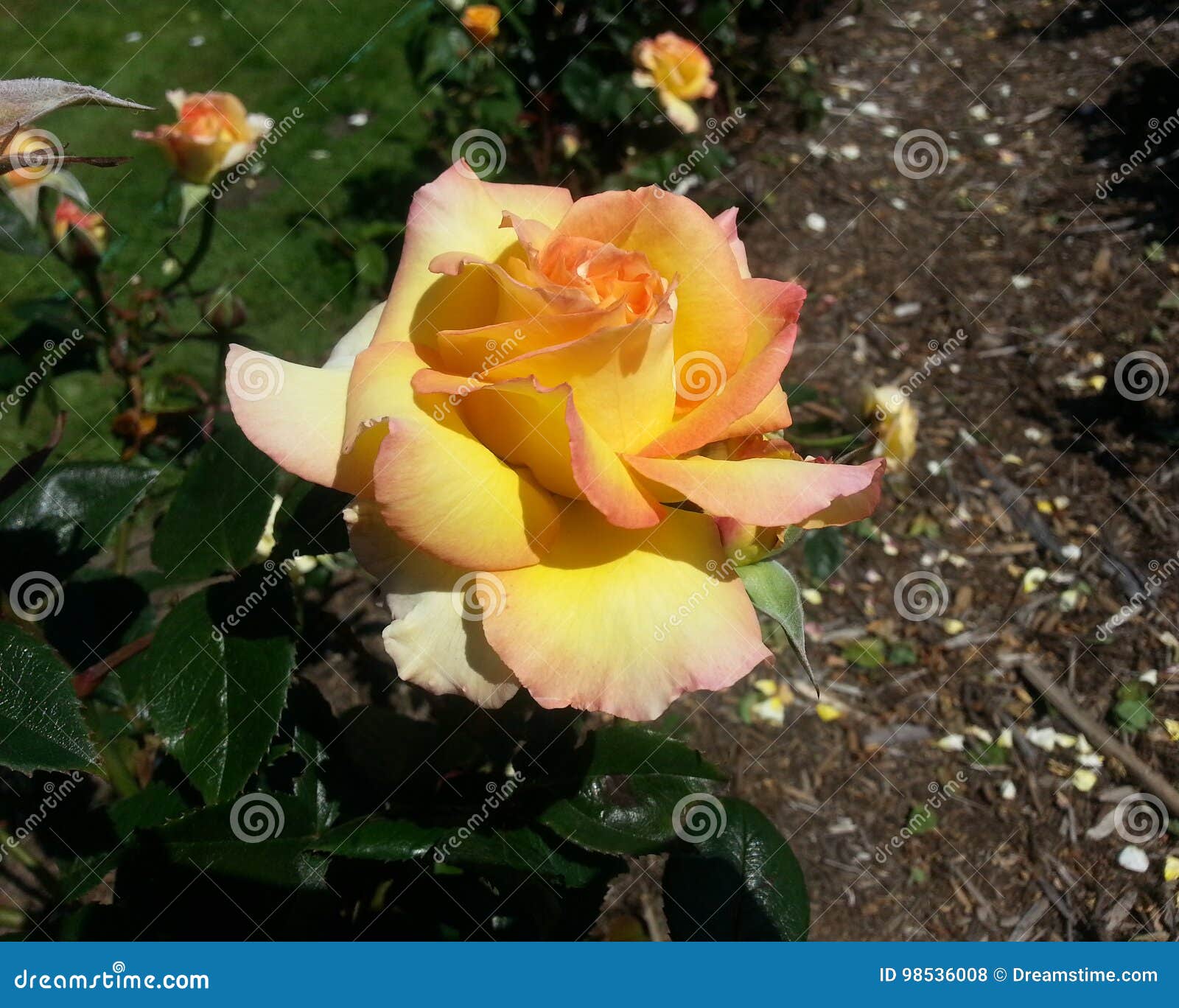 Gold Medal Rose stock photo. Image of breathtaking, magnificent - 98536008