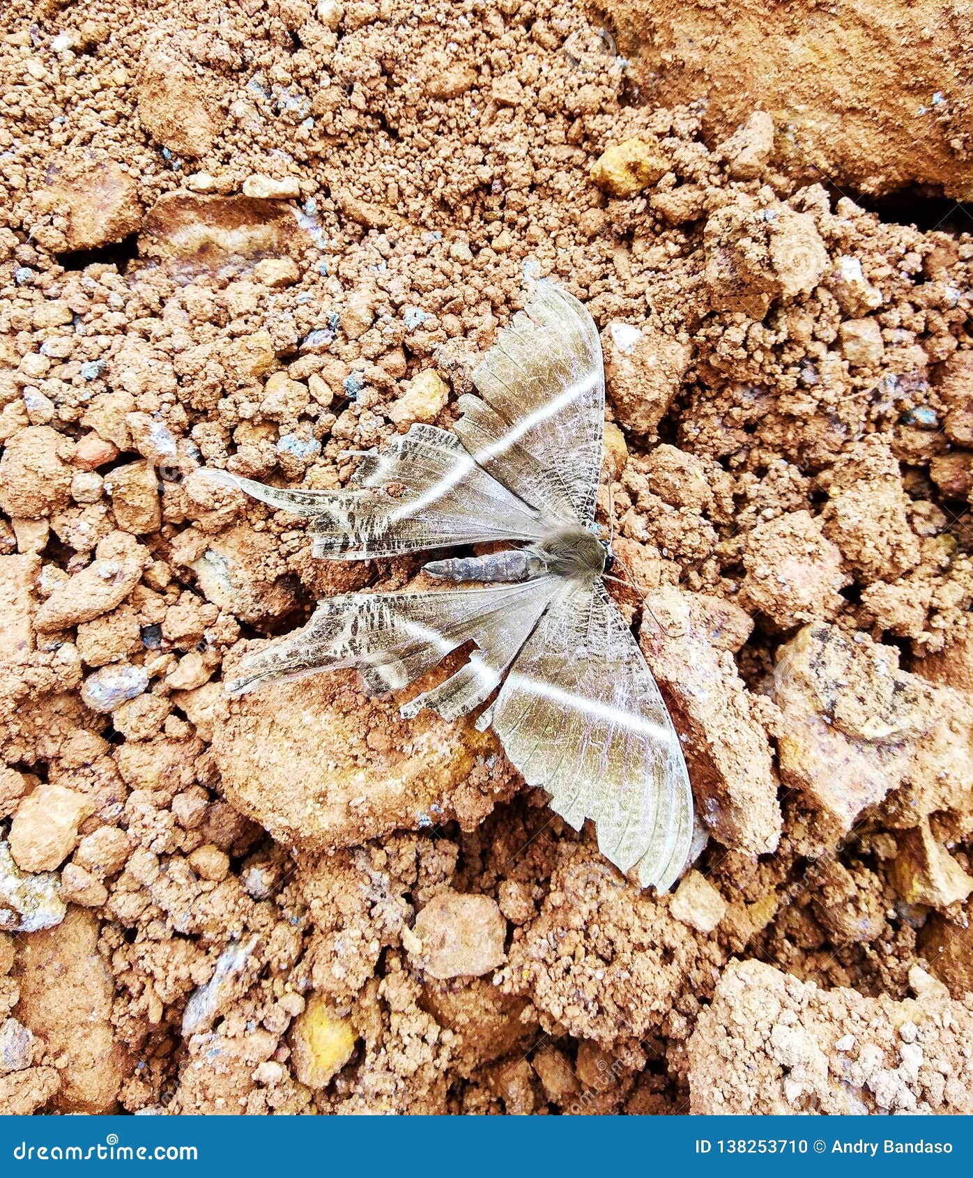 Gold Mine Butterfly Photos - Free & Royalty-Free Stock Photos from ...