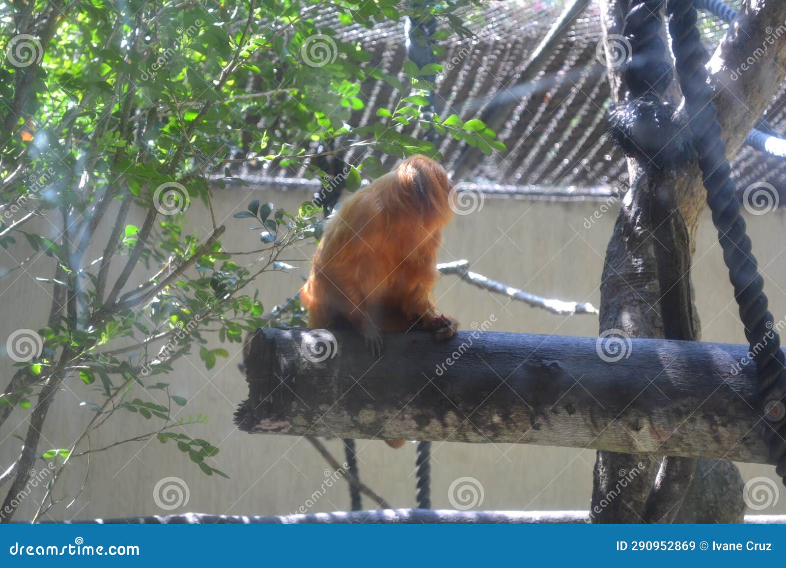 Gold Monkey Pyramid Stock Image | CartoonDealer.com #120265057