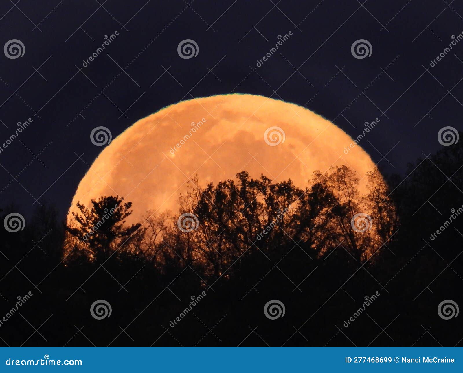 Golden Moonset Slides Down Behind Tree Silhouettes. Stock Image - Image ...
