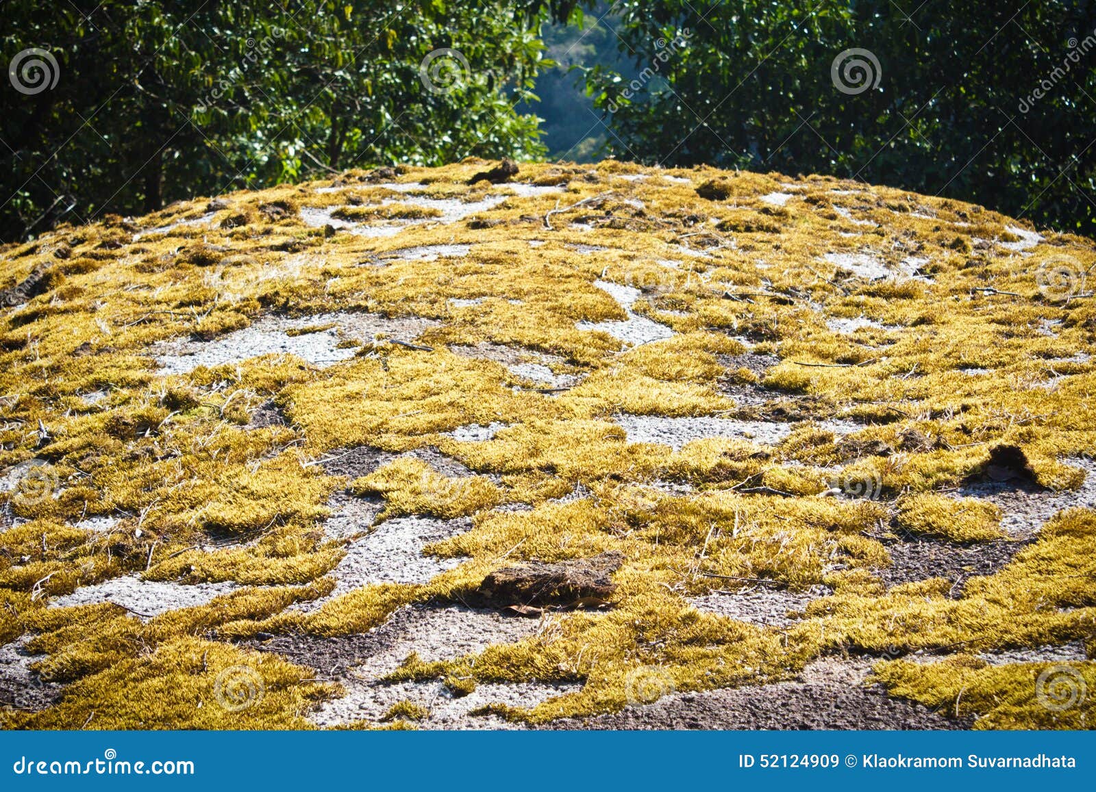 Gold moss at Pha Hin Goob stock image. Image of autumntime - 52124909