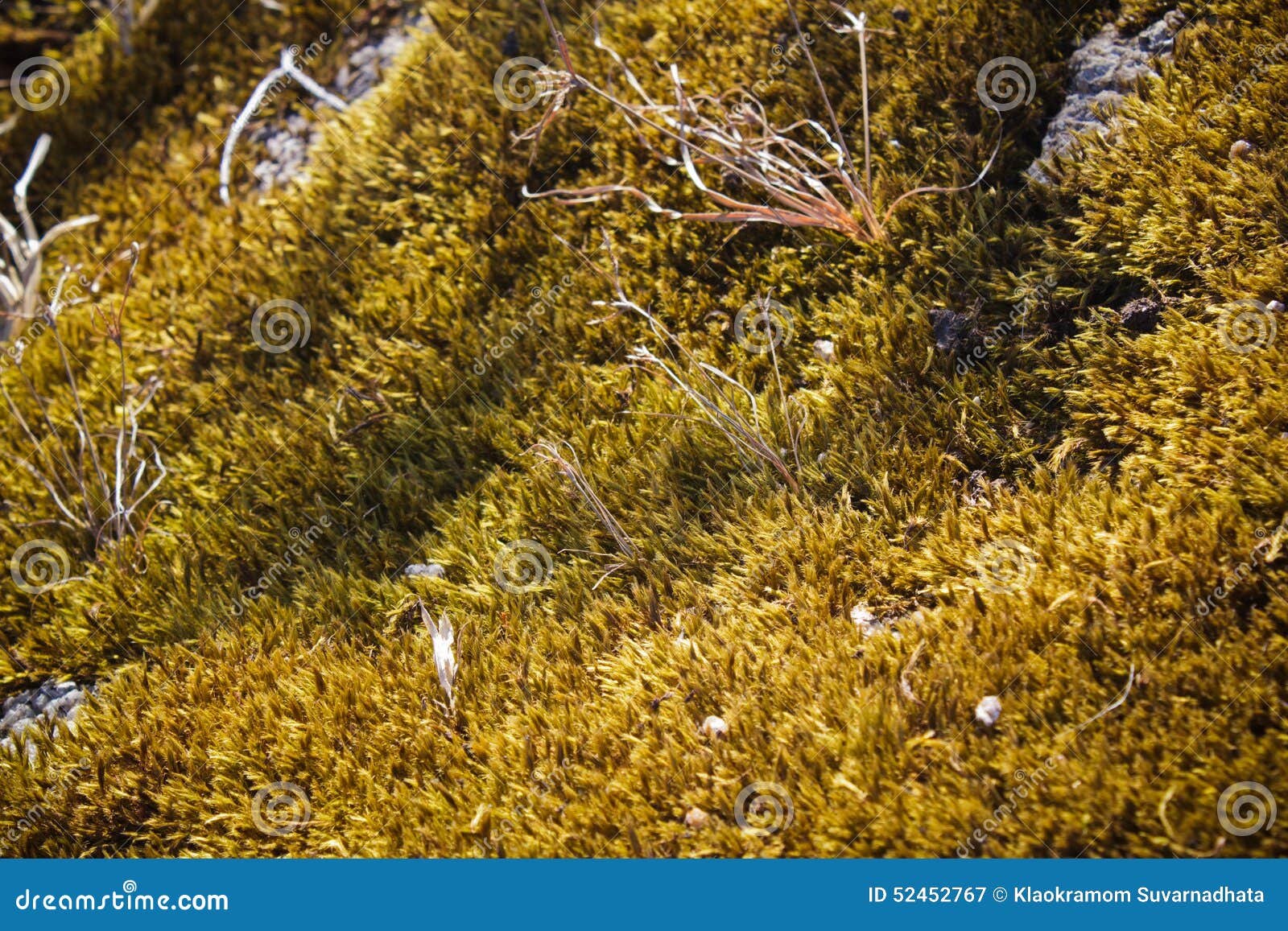 Gold moss at Pha Hin Goob stock image. Image of change - 52452767