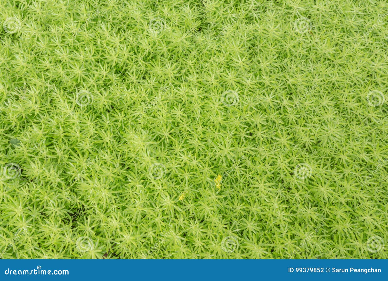 Gold moss sedum stock photo. Image of gold, closeup, spring - 99379852