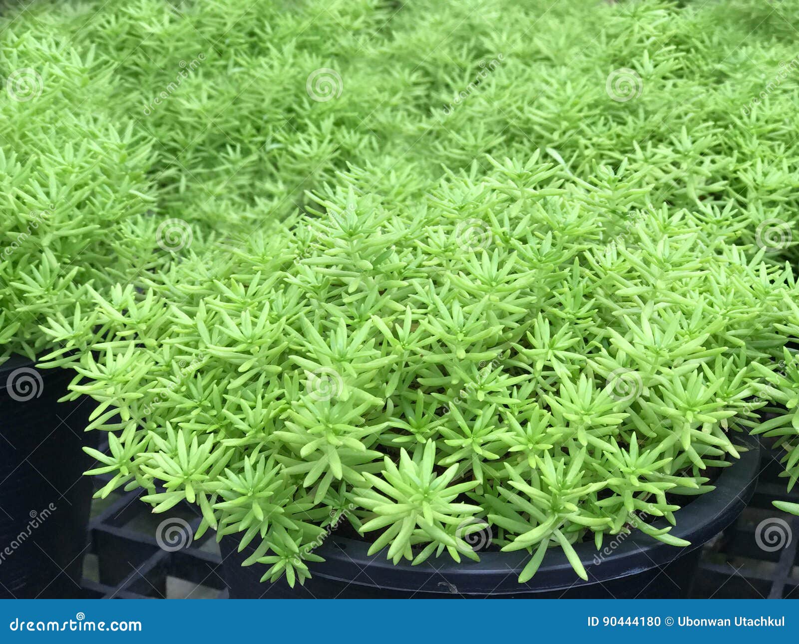 Gold Moss Sedum, Green Grass Pattern Stock Photo - Image of yellow, summer: 90444180