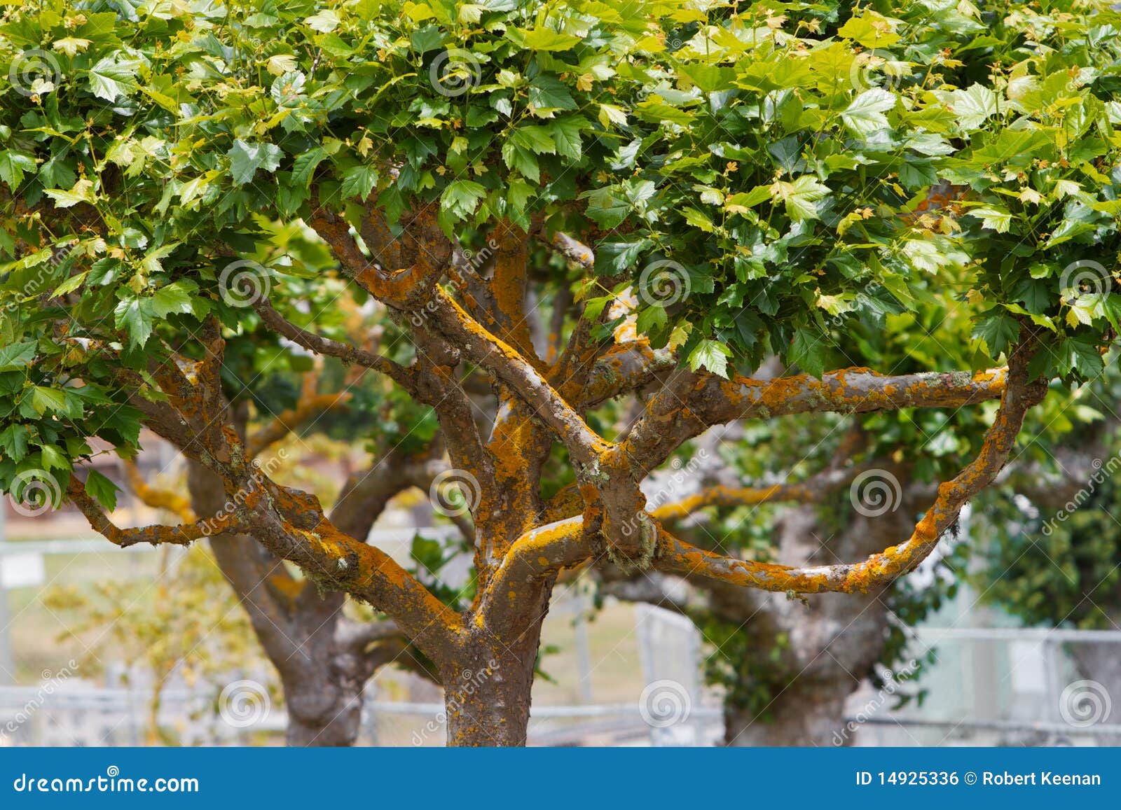 Gold Moss Tree stock photo. Image of grove, woods, moss - 14925336