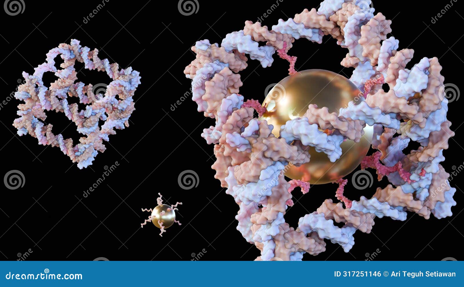 Gold Nanoparticles (AuNPs) Conjugate RNA Helix Strand Stock Image ...