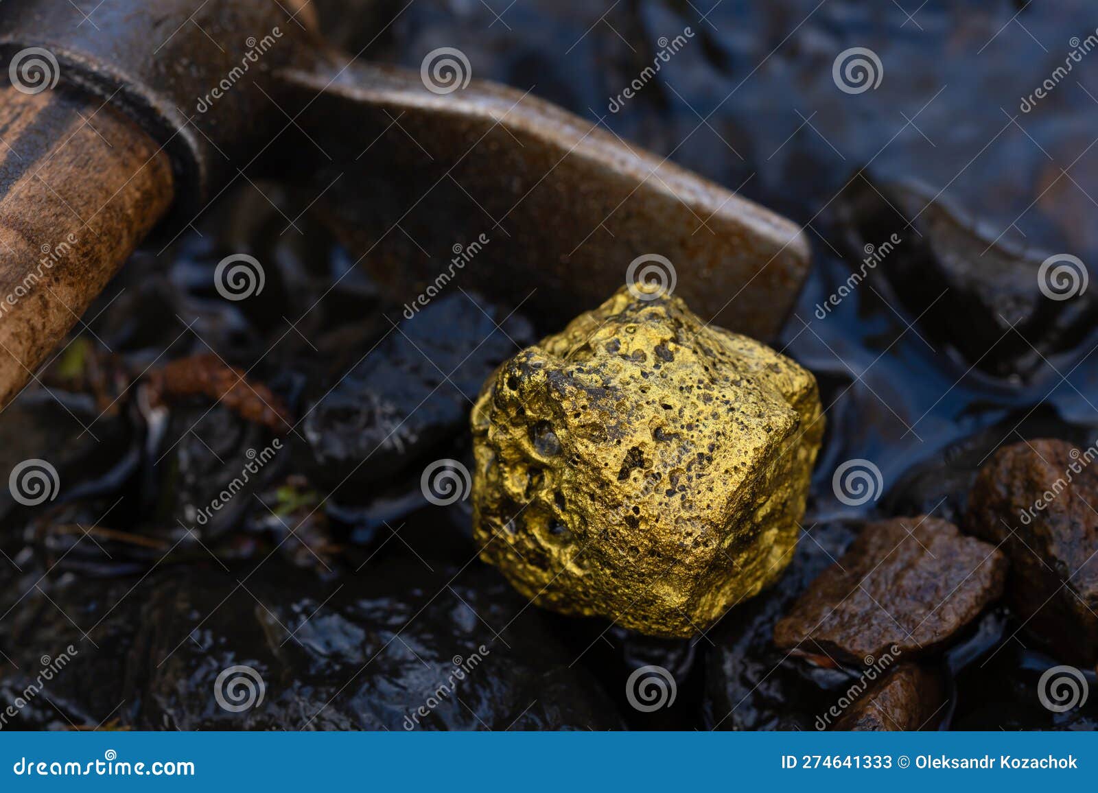 Gold Nugget Mining from the River in Austria, Real Gold. Stock Image ...