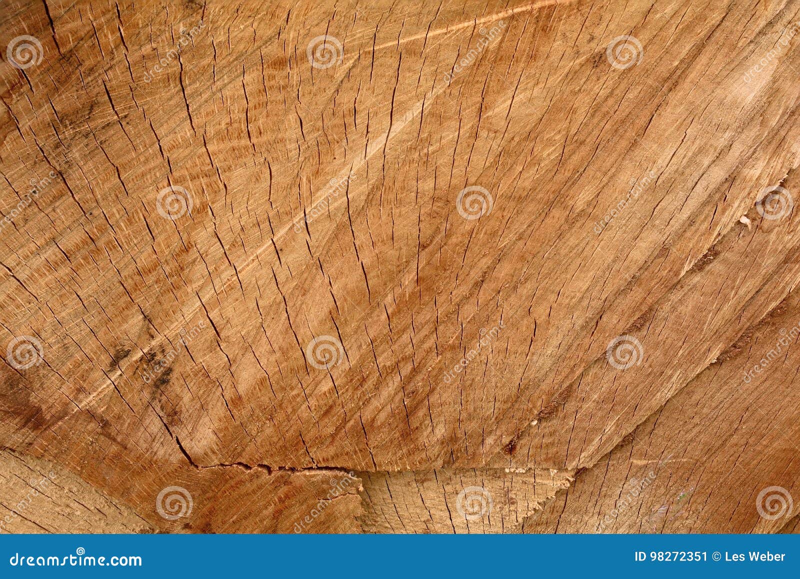 Gold oak section stock image. Image of line, nature, core - 98272351